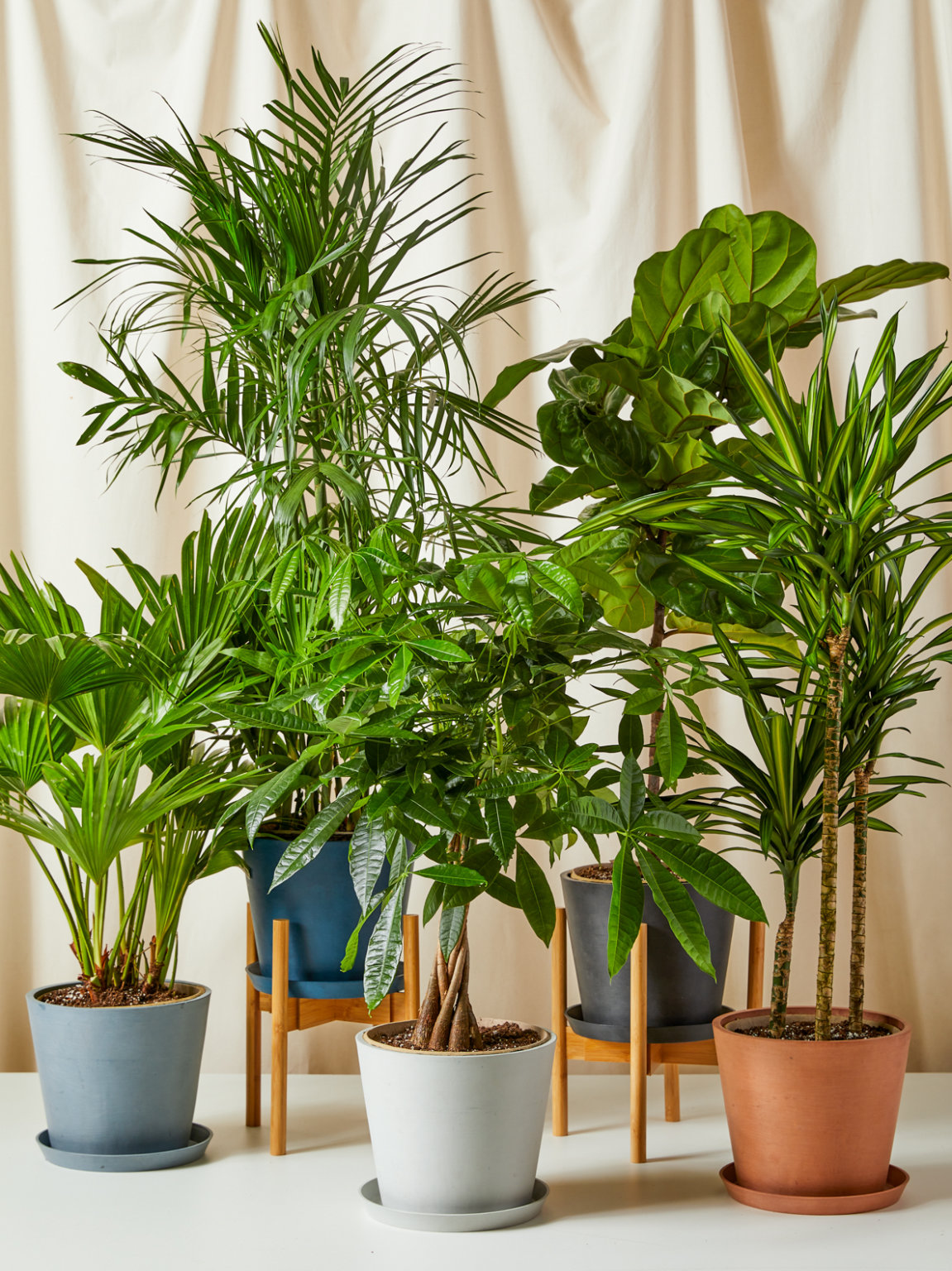 Plants Shipped to You | Bloomscape