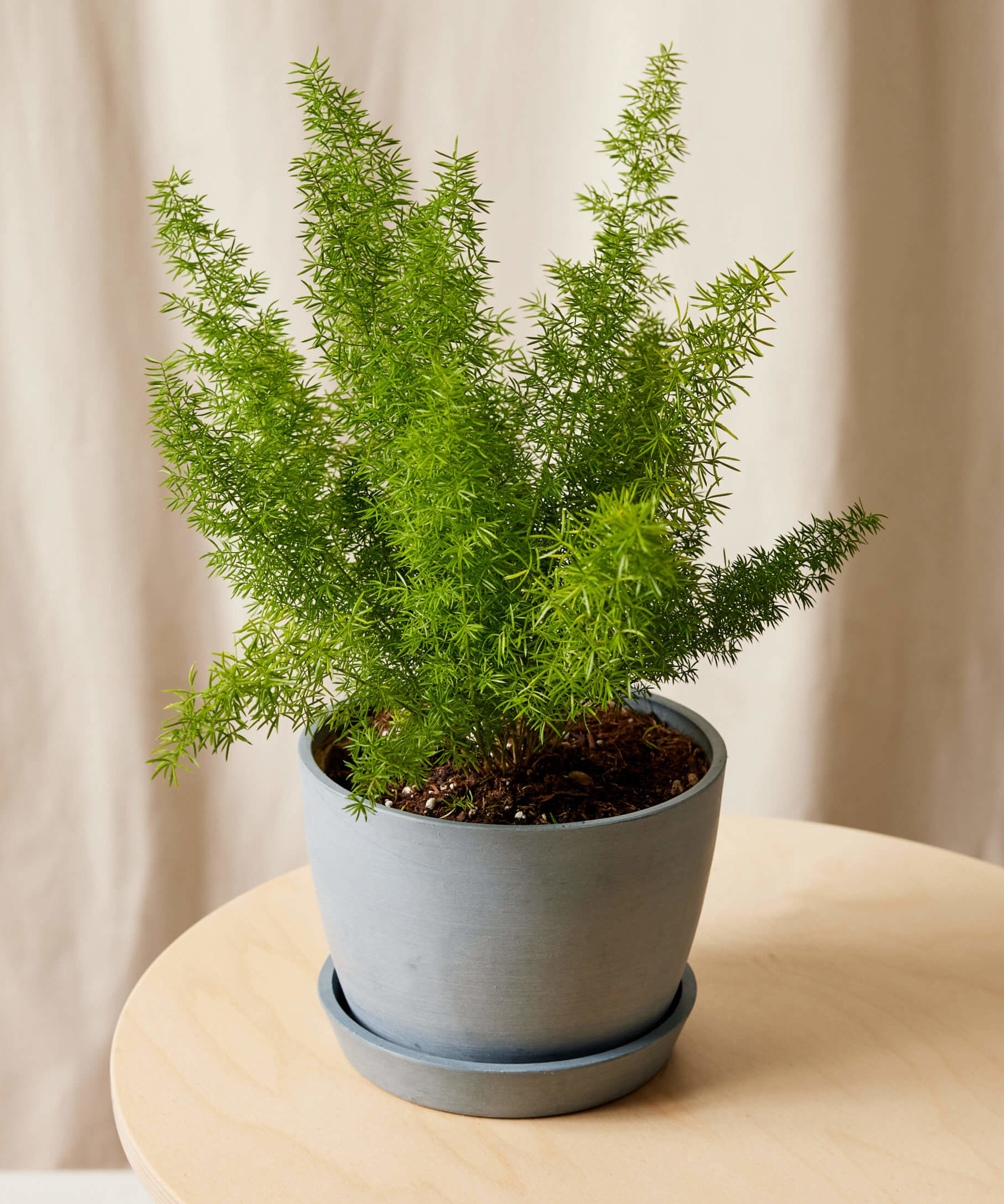 Fern 101: How to Care for Ferns | Bloomscape