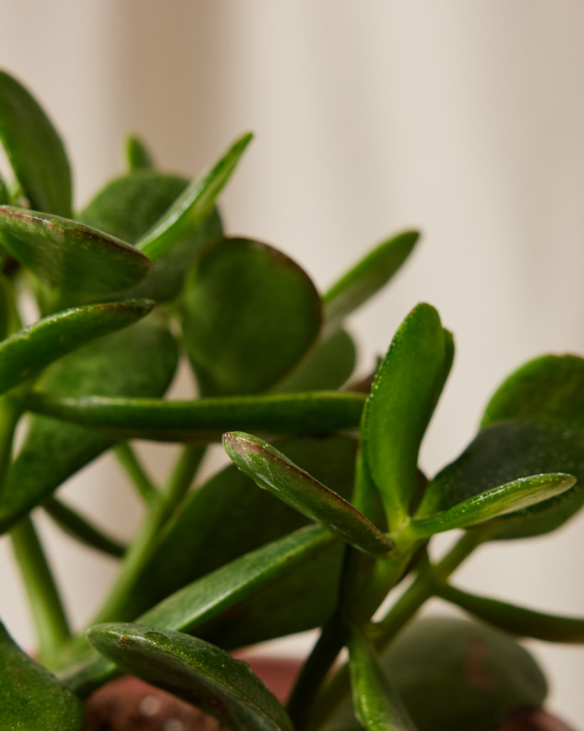Buy Potted Jade Plant Indoor Plant | Bloomscape