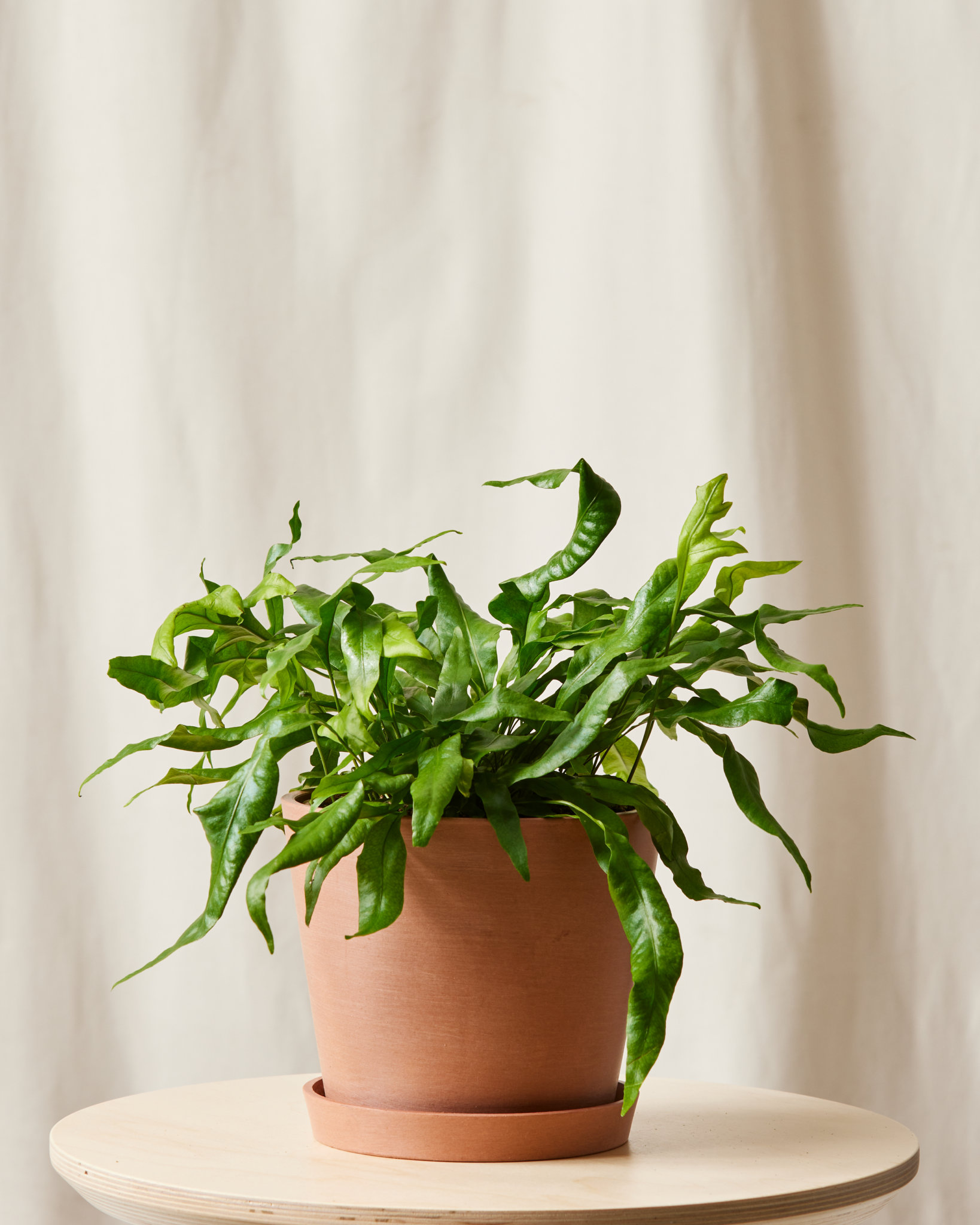 6 Ferns For Every Room In Your Home - Bloomscape