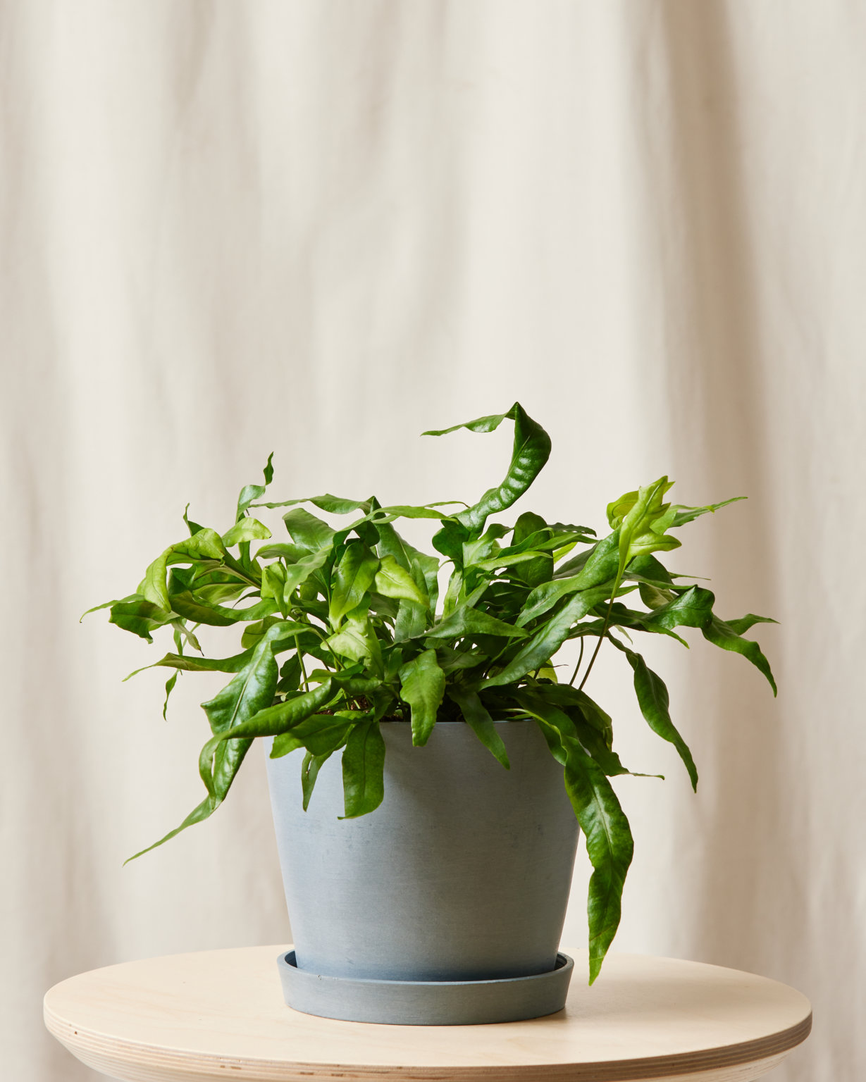 Buy Potted Kangaroo Fern Indoor Plant | Bloomscape