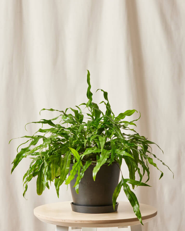 Shop Low-Maintenance Indoor Plants | Bloomscape