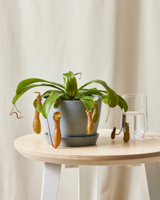 Cactus 101: How to Care for Cacti | Bloomscape