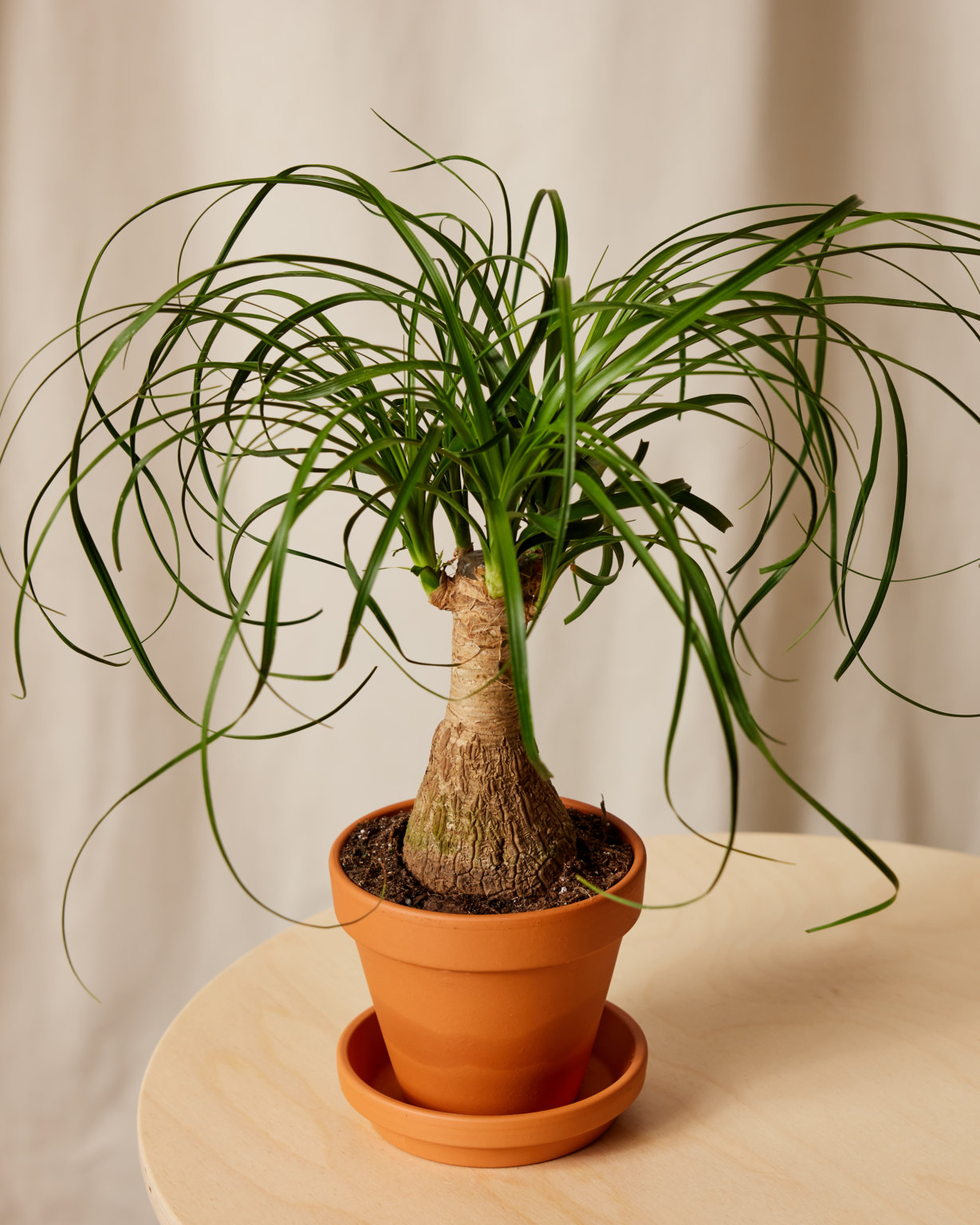 Torenia Care Guide Bloomscape