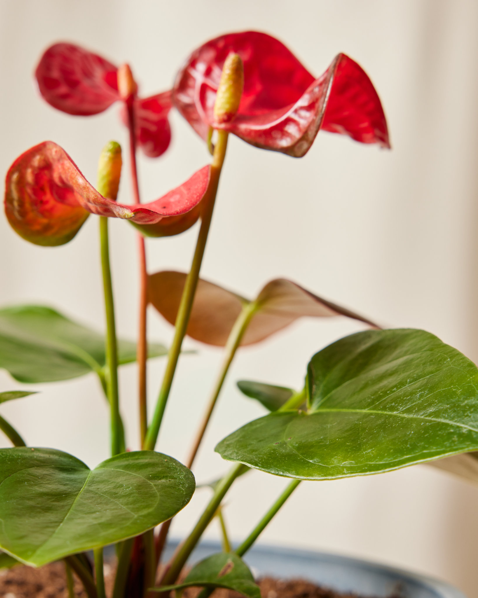 Buy Potted Anthurium Red Indoor Plant | Bloomscape