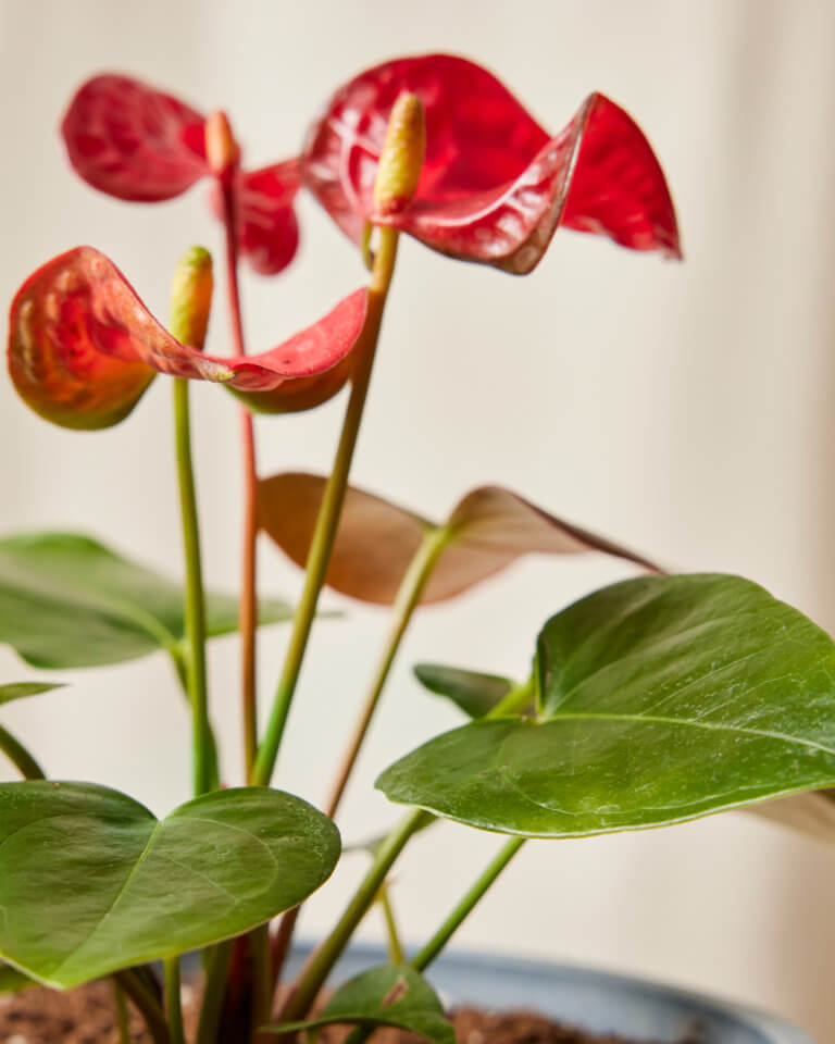 Buy Potted Anthurium Red Indoor Plant | Bloomscape