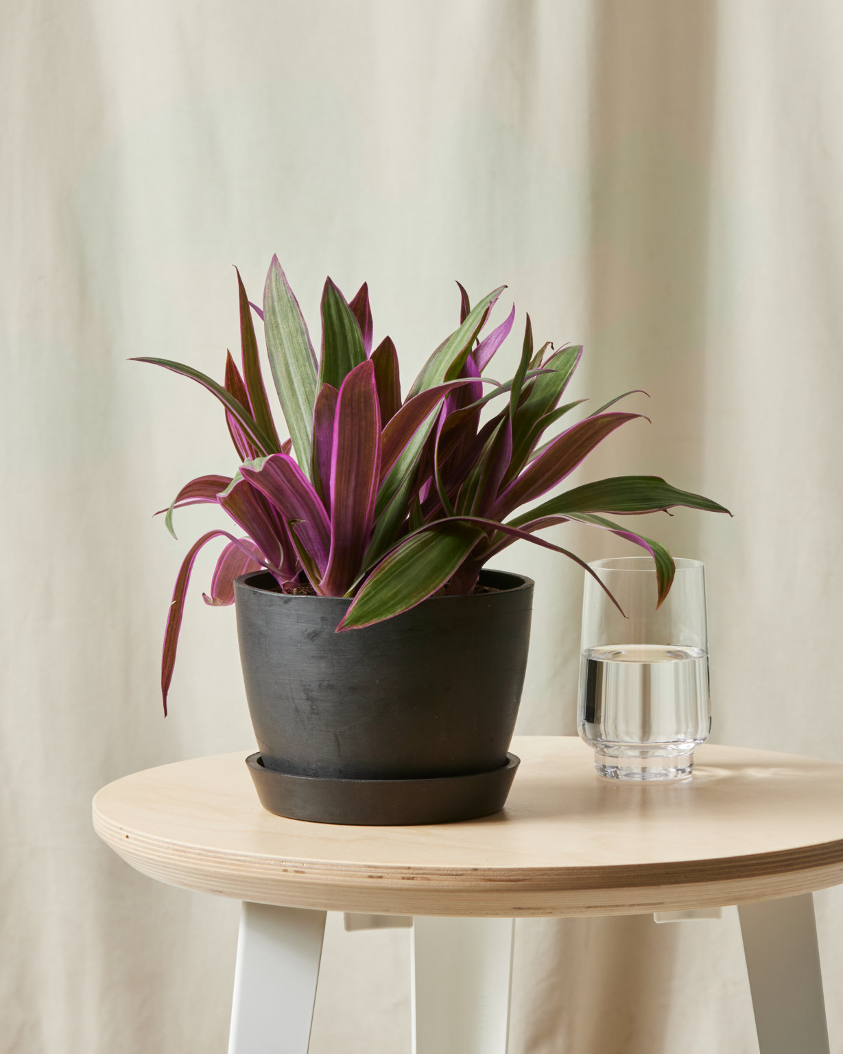 Plants Shipped to You | Bloomscape