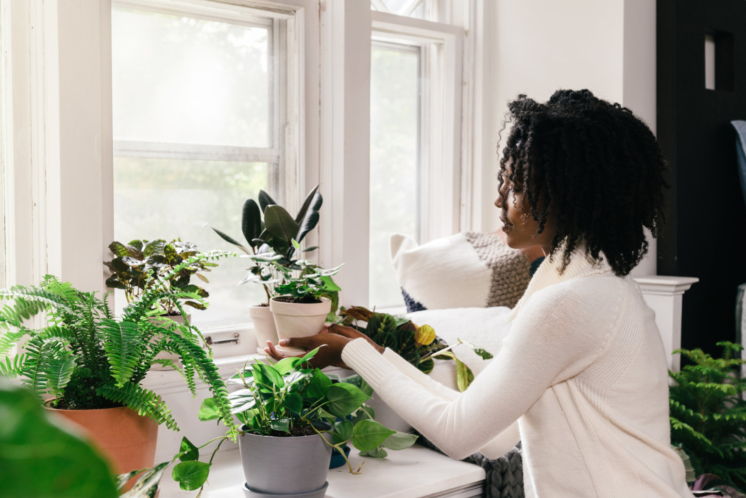 Indoor & Outdoor Houseplant Care Basics | Bloomscape
