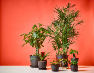 Indoor Plants That Promote Luck, Wealth, And Prosperity This Lunar New ...