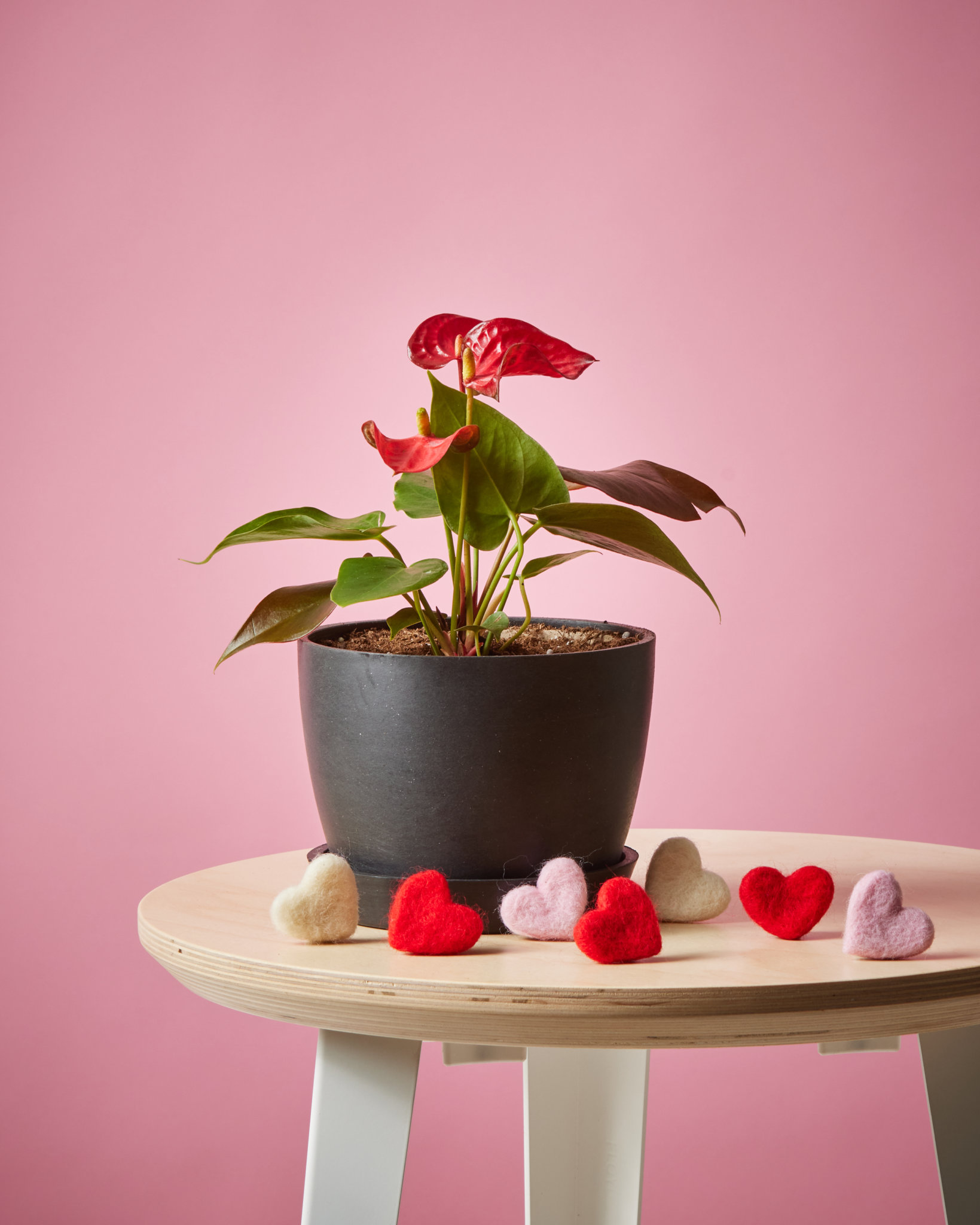 Gift Guide: The Best Plants For Valentine's Day - Bloomscape
