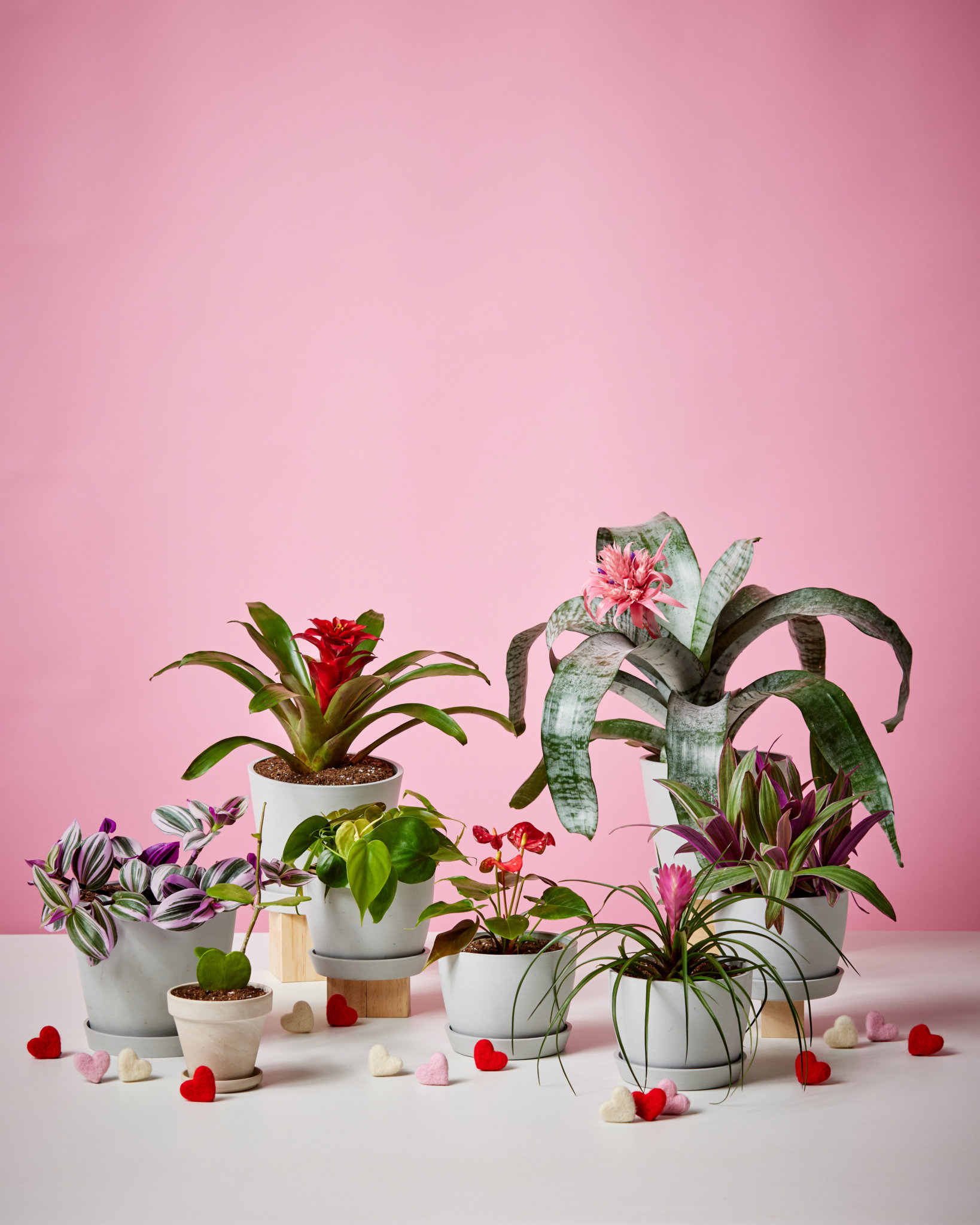 Gift Guide: The Best Plants For Valentine's Day - Bloomscape