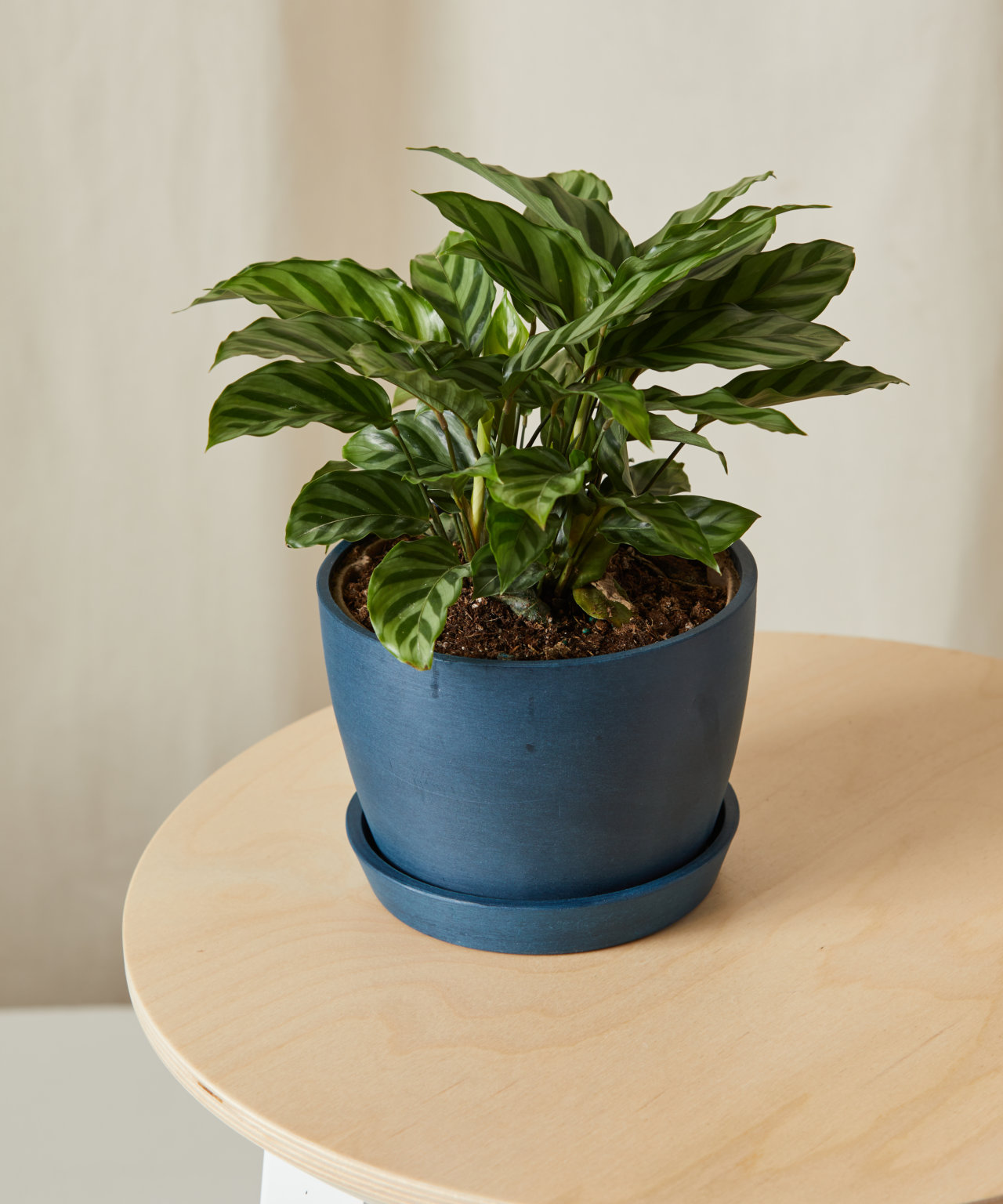 Calathea 101: How to Care for Calatheas | Bloomscape