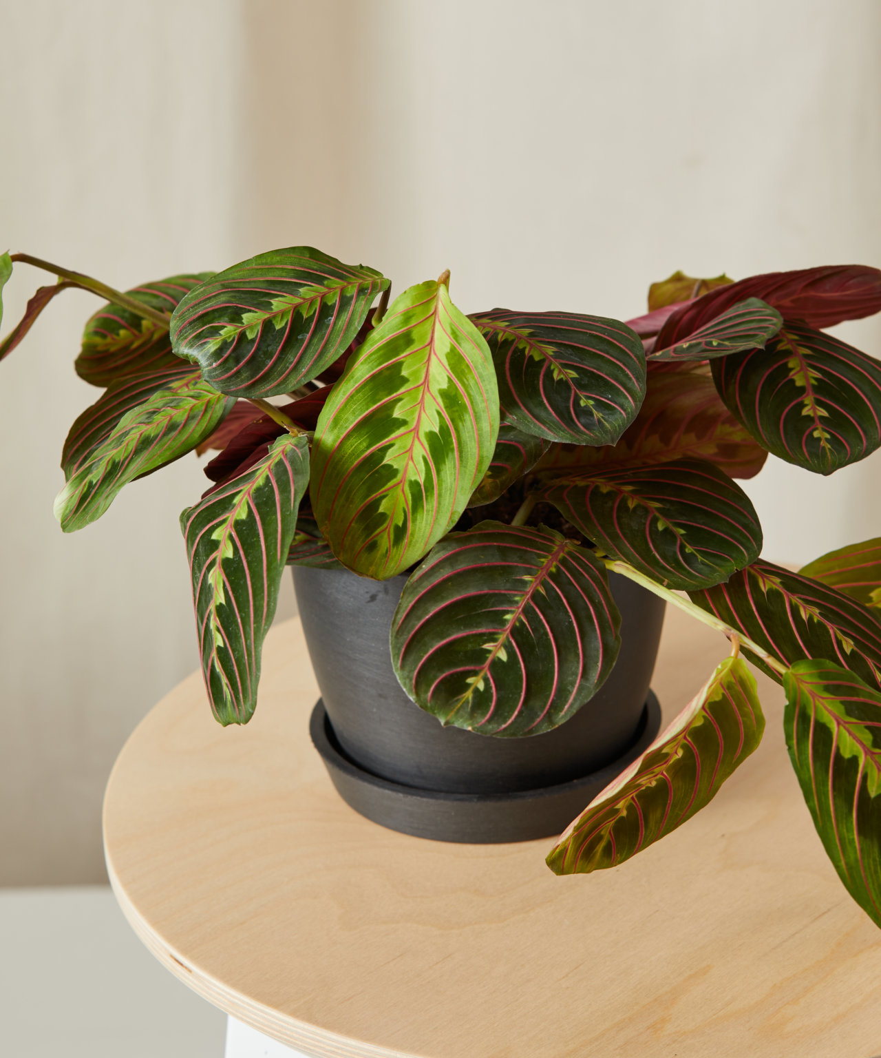 Calathea 101: How to Care for Calatheas | Bloomscape