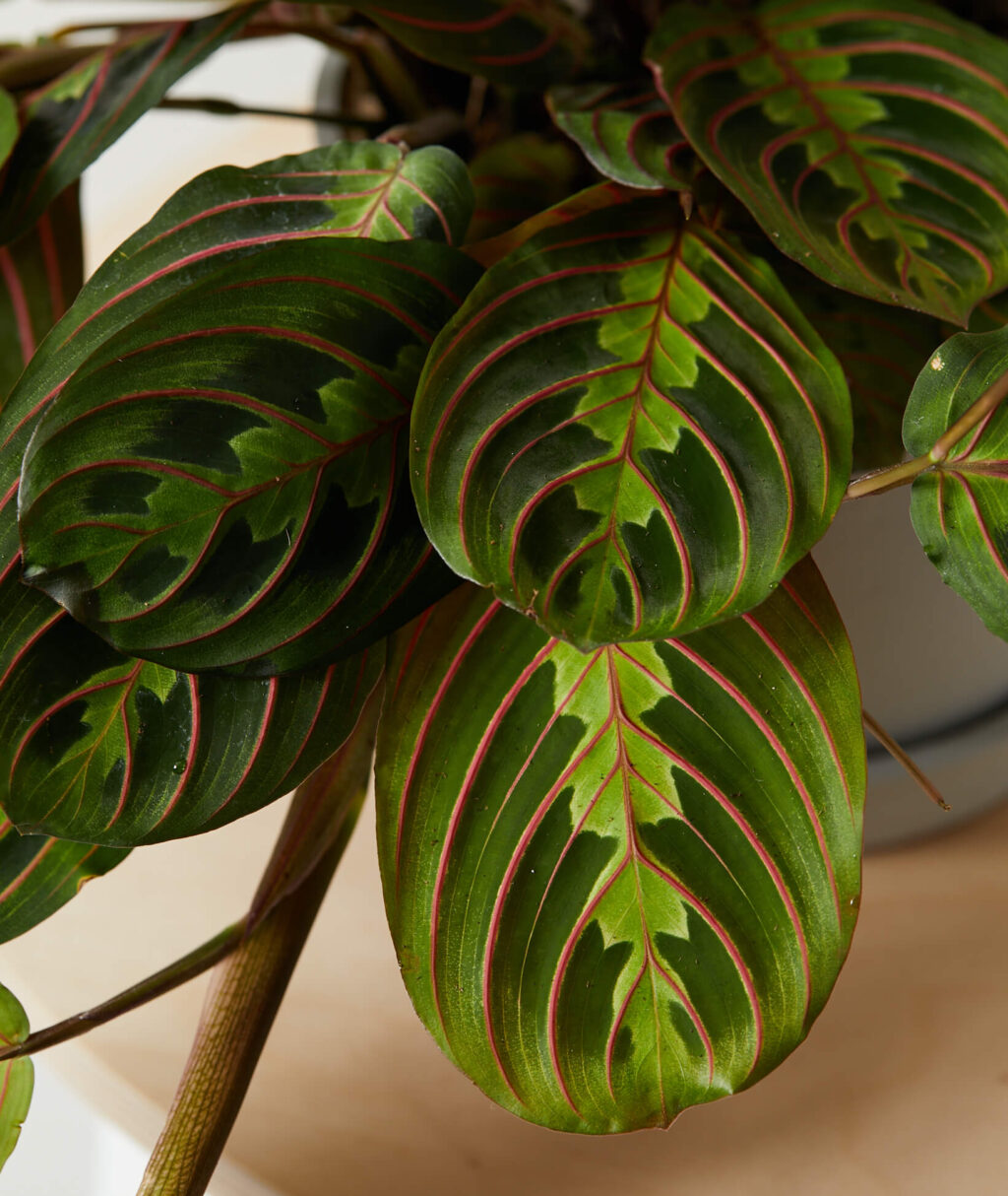 Buy the Pet-Friendly Trio with three pet-friendly plants | Bloomscape