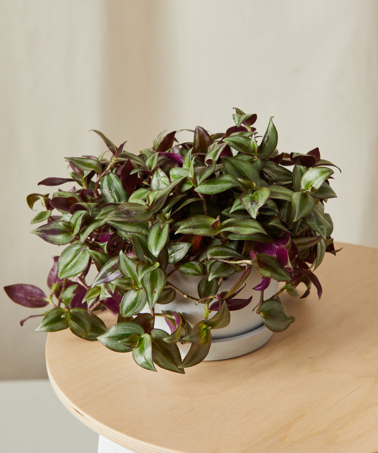 Zebra Plant 101: How to Care for Zebra Plants | Bloomscape