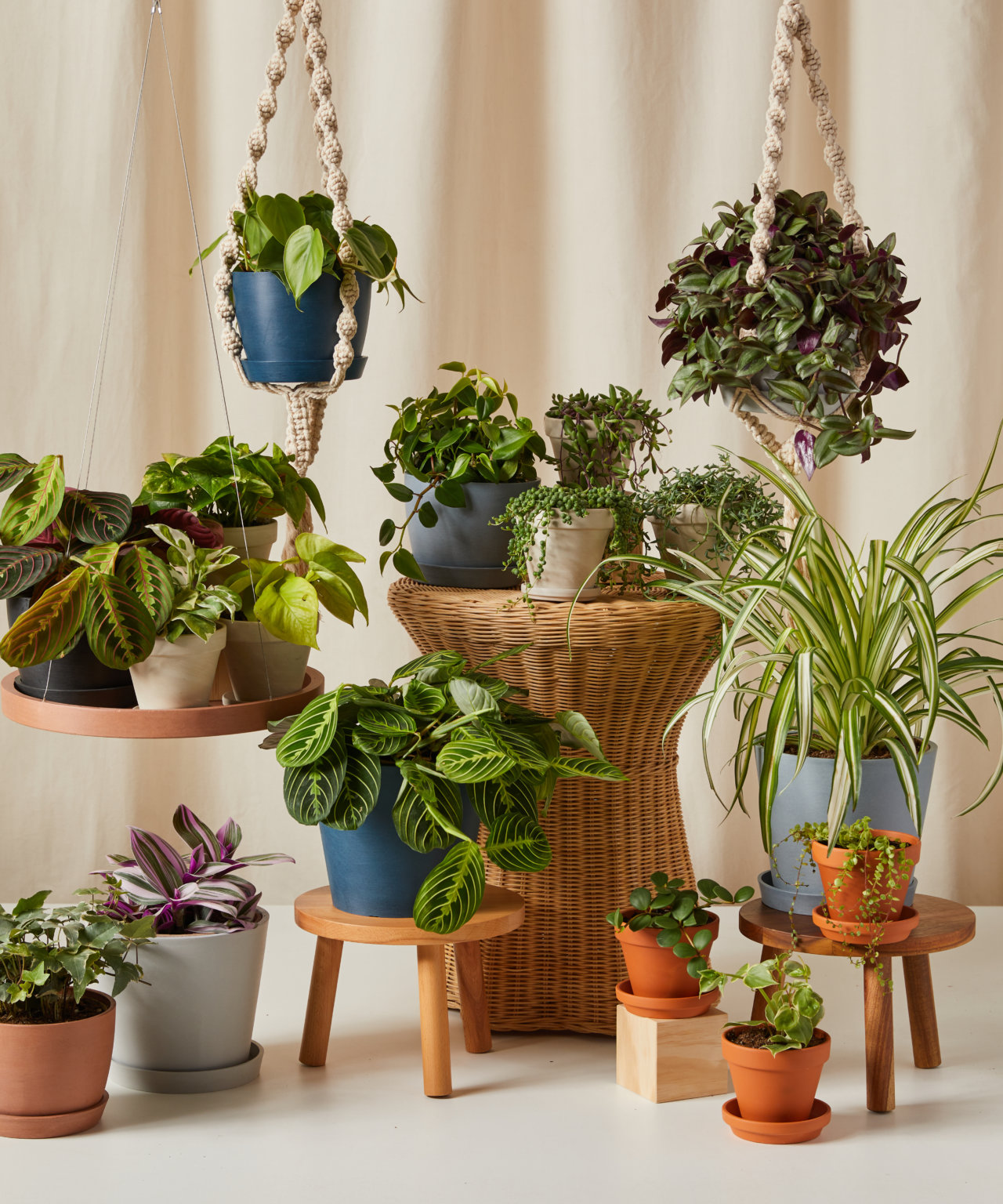 Buy Medium, Potted Neon Prayer Plant Indoor Plant | Bloomscape