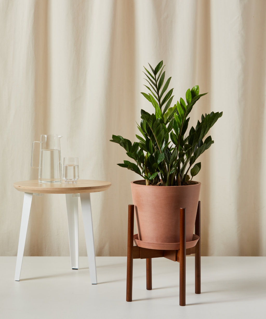 GIANT Indoor Plants - XL, XXL, Tree-Size | Bloomscape