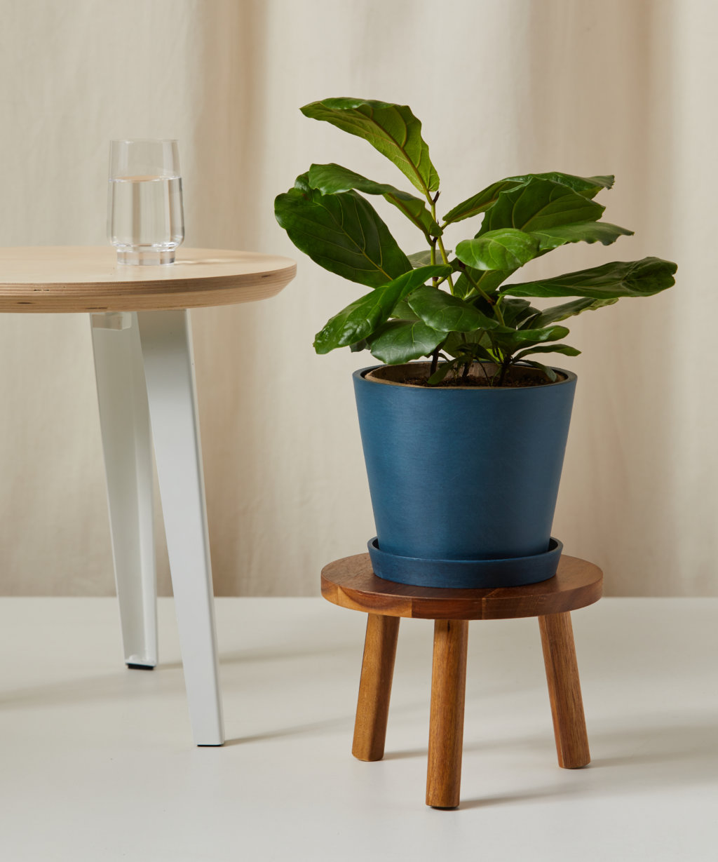 Fiddle Leaf Fig 101: How to Care for Fiddle Leaf Figs