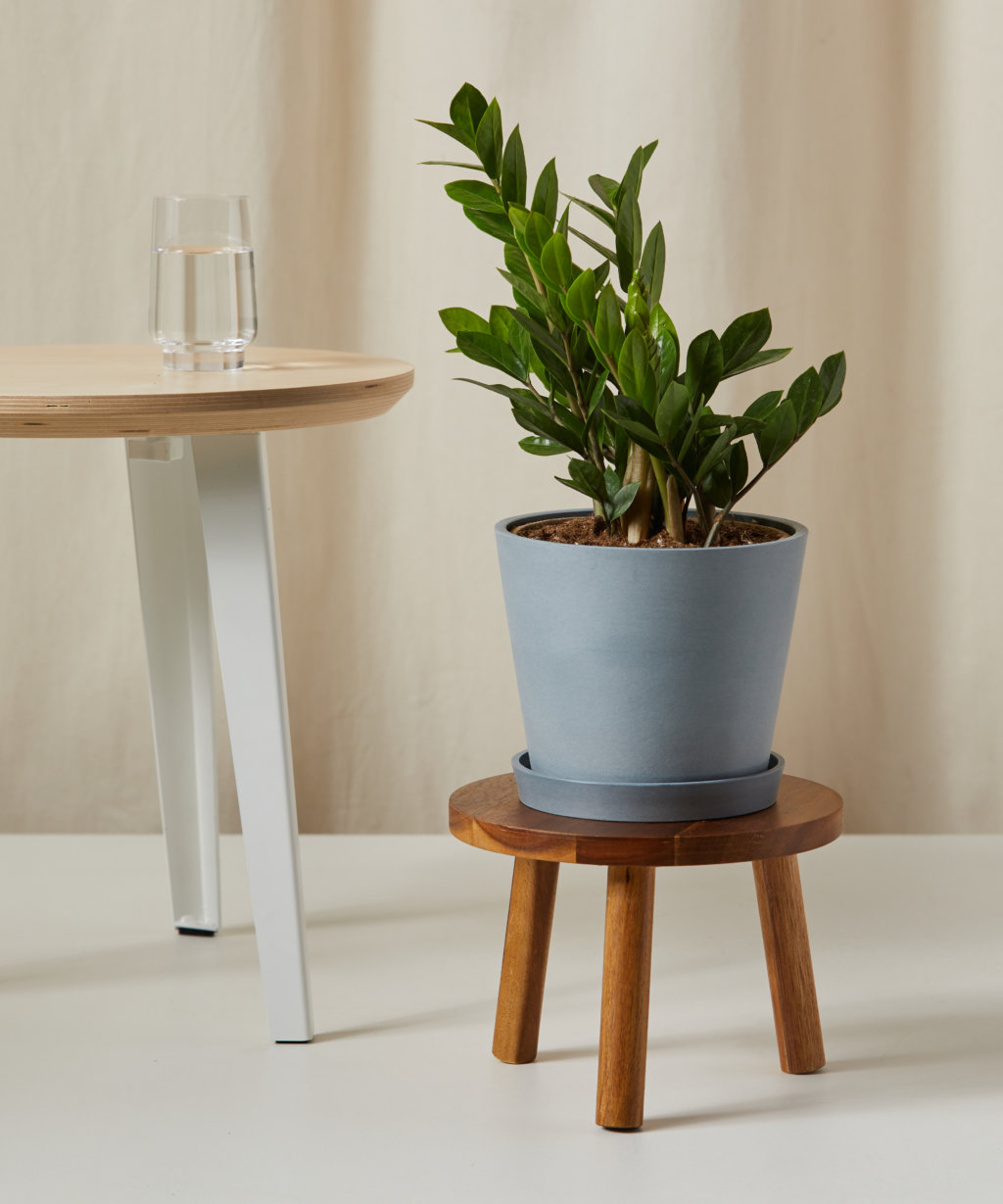 Shop Low-Maintenance Indoor Plants | Bloomscape