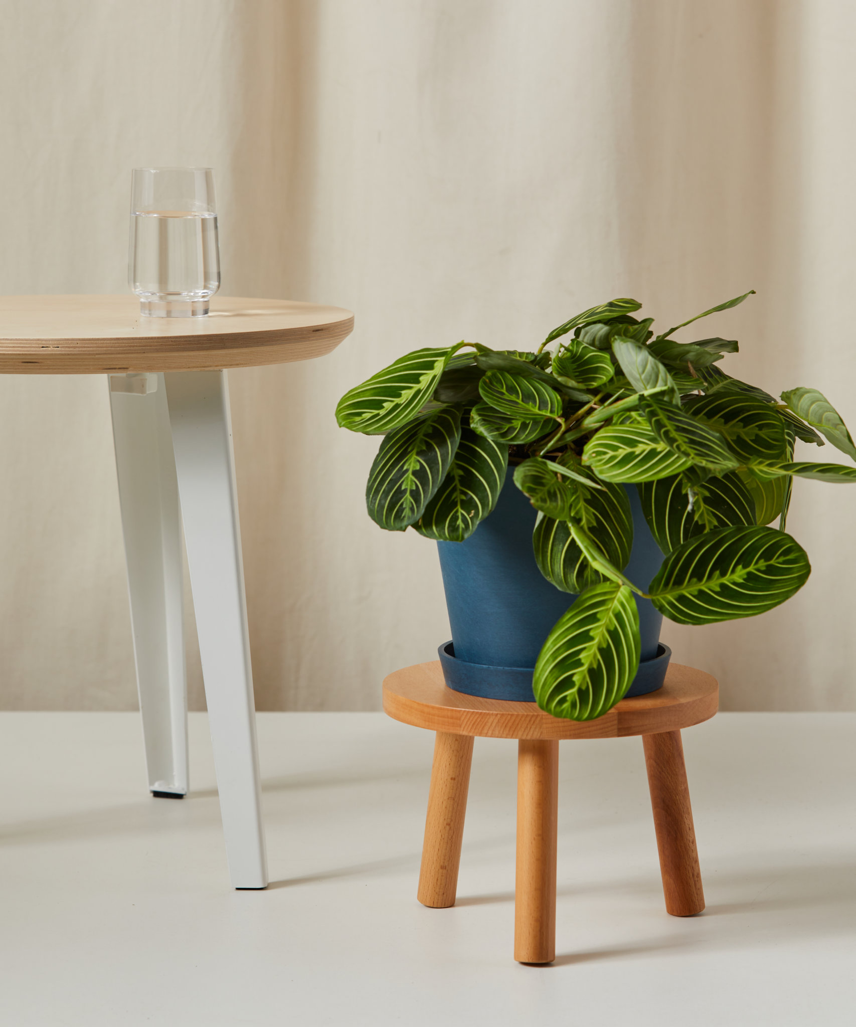 Fastia 101: How to Care for Fatsias | Bloomscape