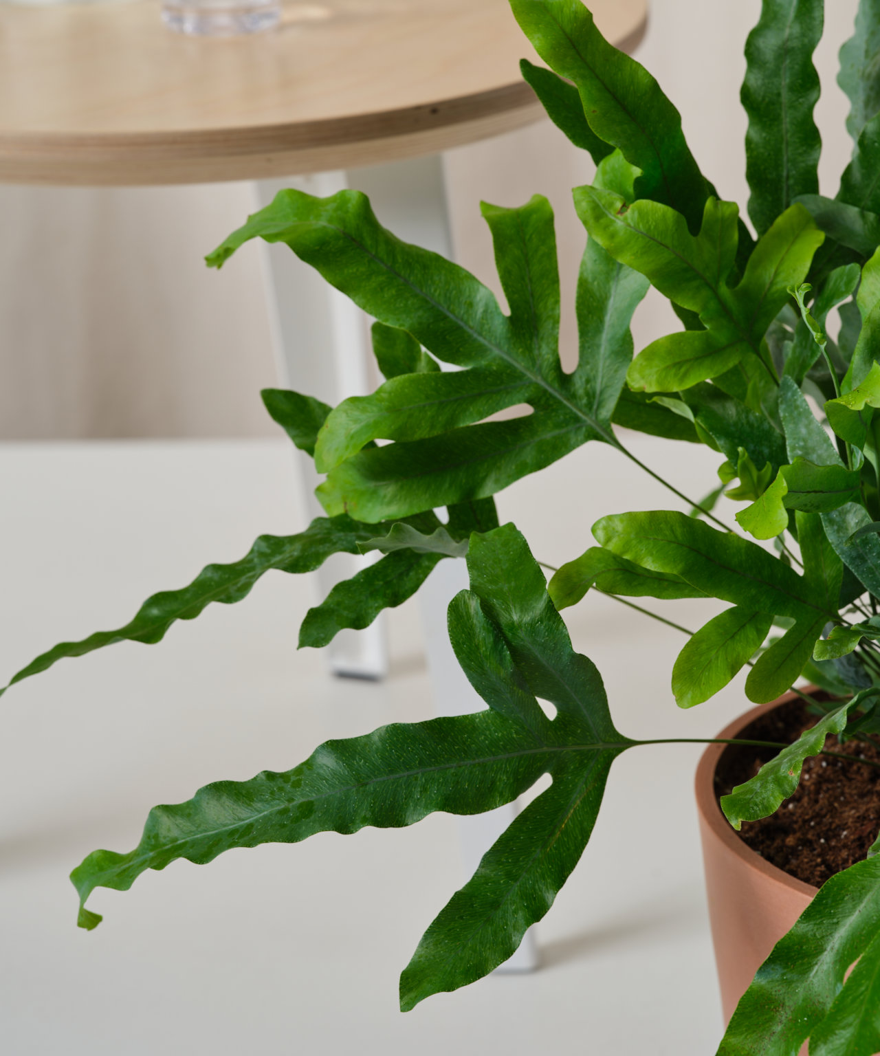 Buy Potted Blue Star Fern Indoor Plant | Bloomscape