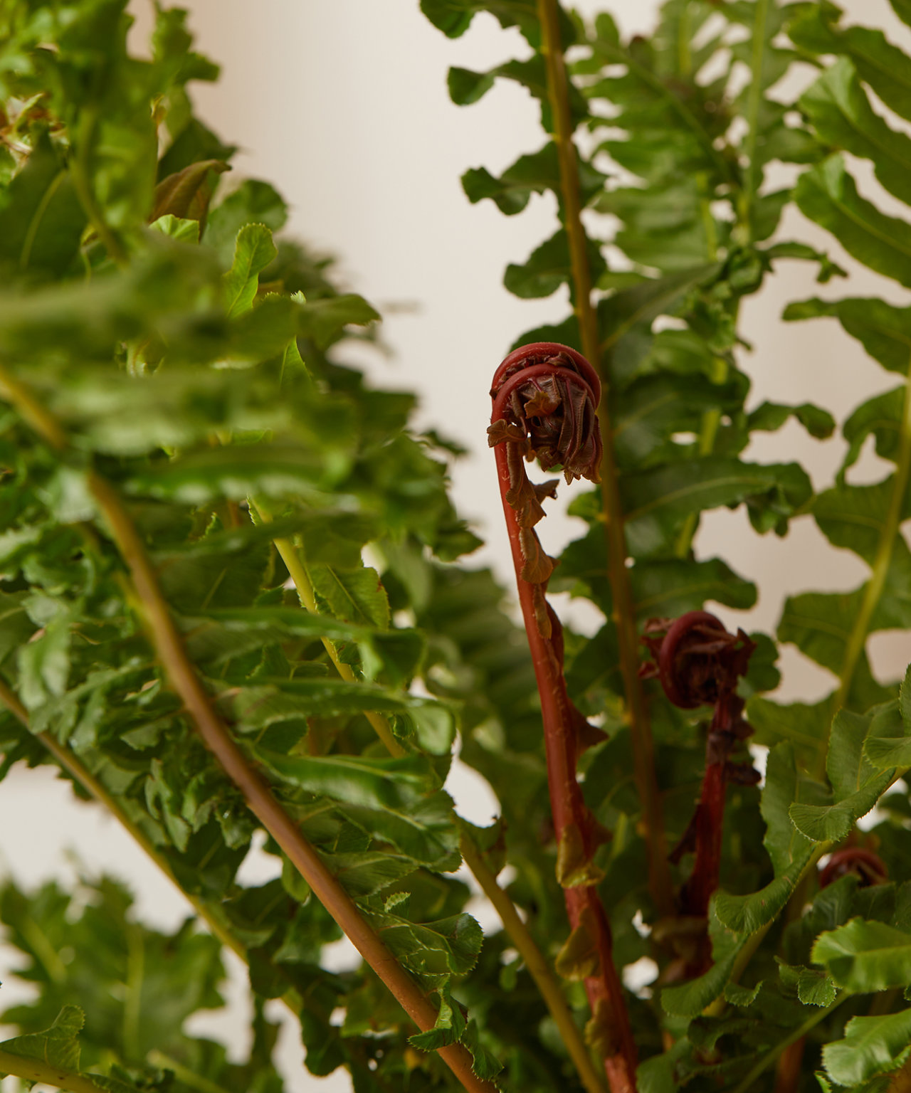 The Ultimate Guide To Spring Plant Care - Bloomscape