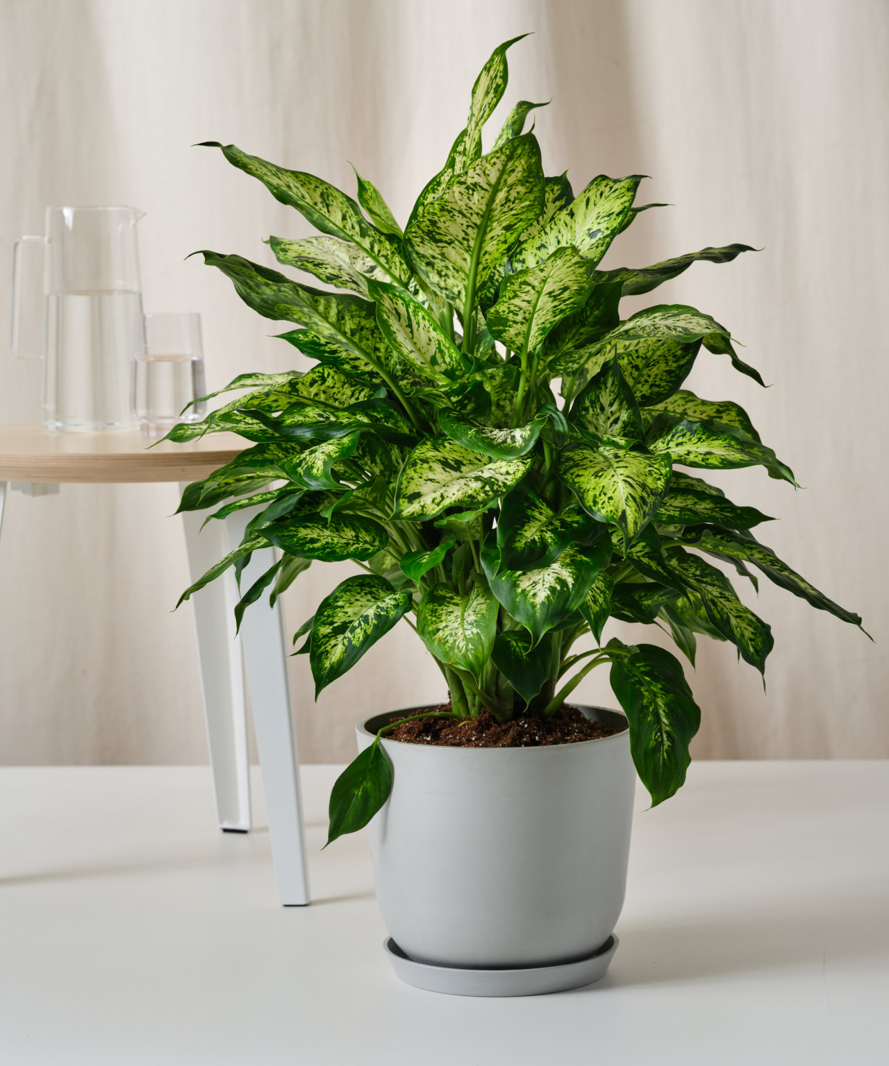 Large and Extra Large Indoor Plants | Bloomscape
