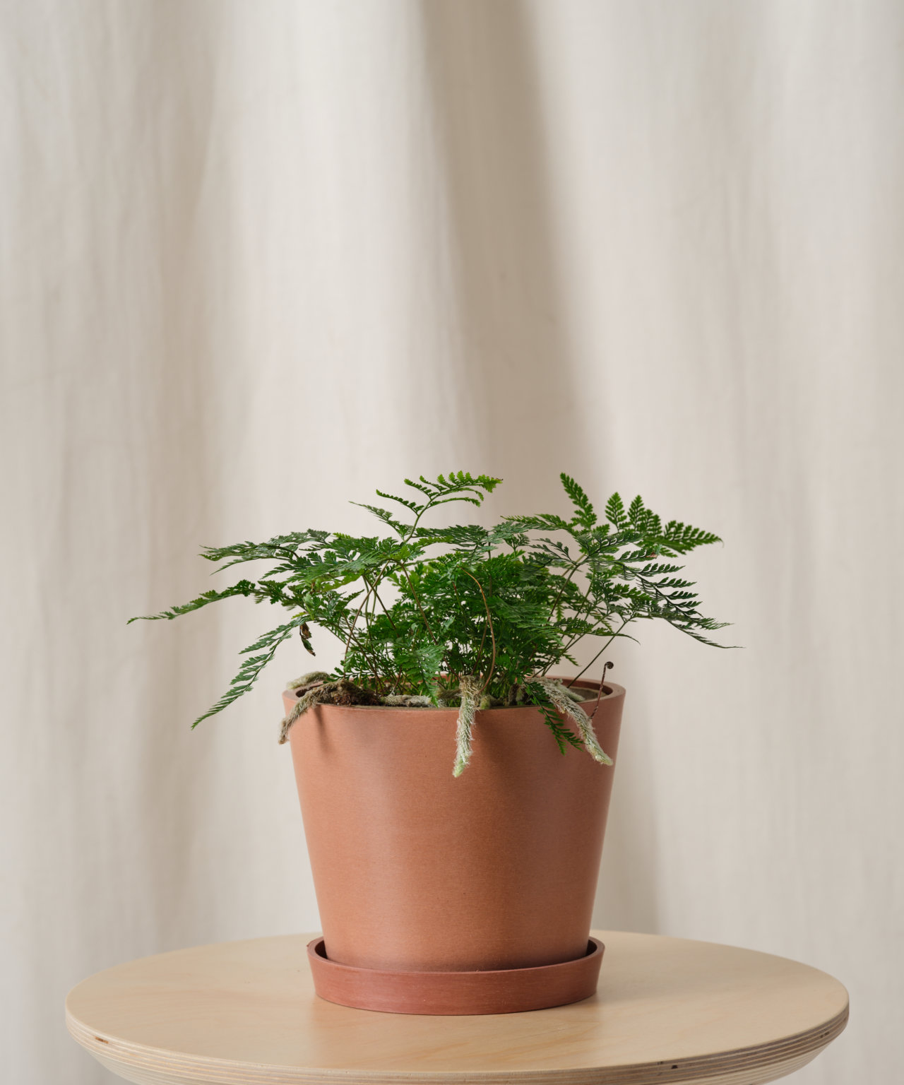 Fern 101: How to Care for Ferns | Bloomscape