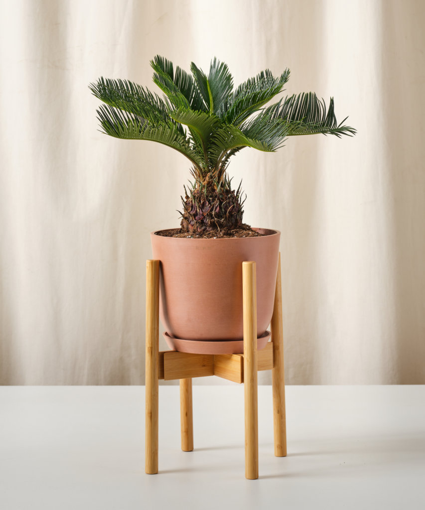 Shop Potted Palm Trees + Palm Accessories | Bloomscape