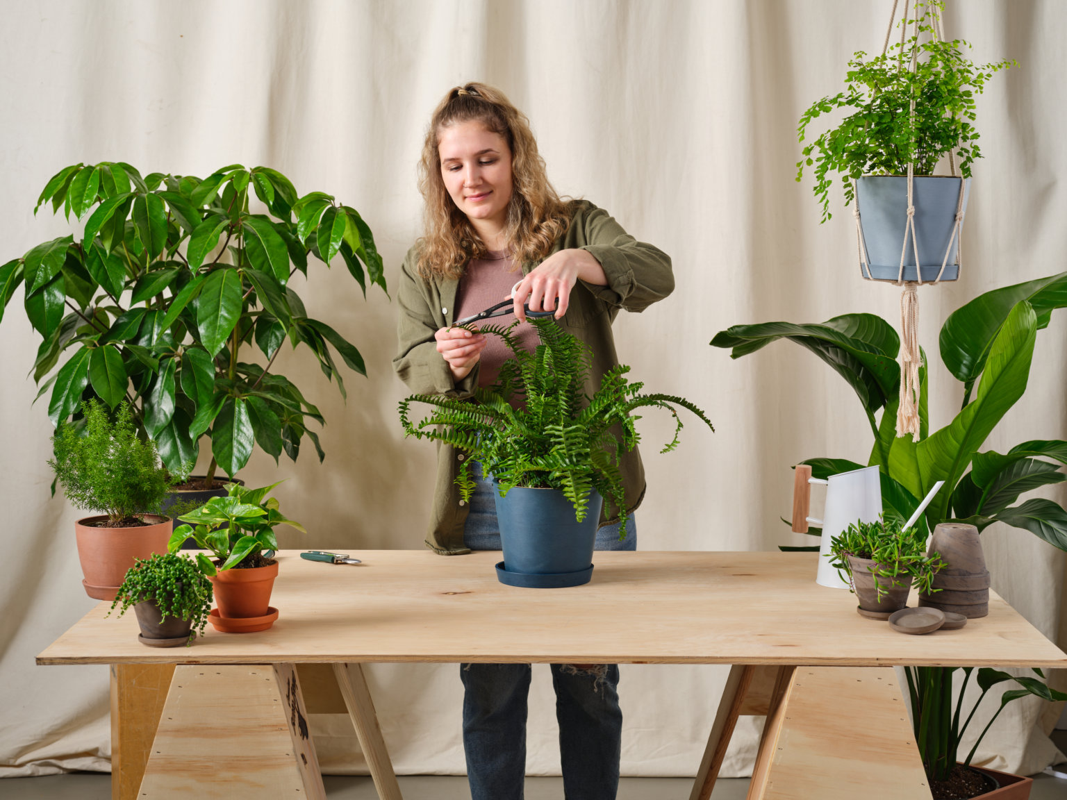 6 Ferns For Every Room In Your Home - Bloomscape