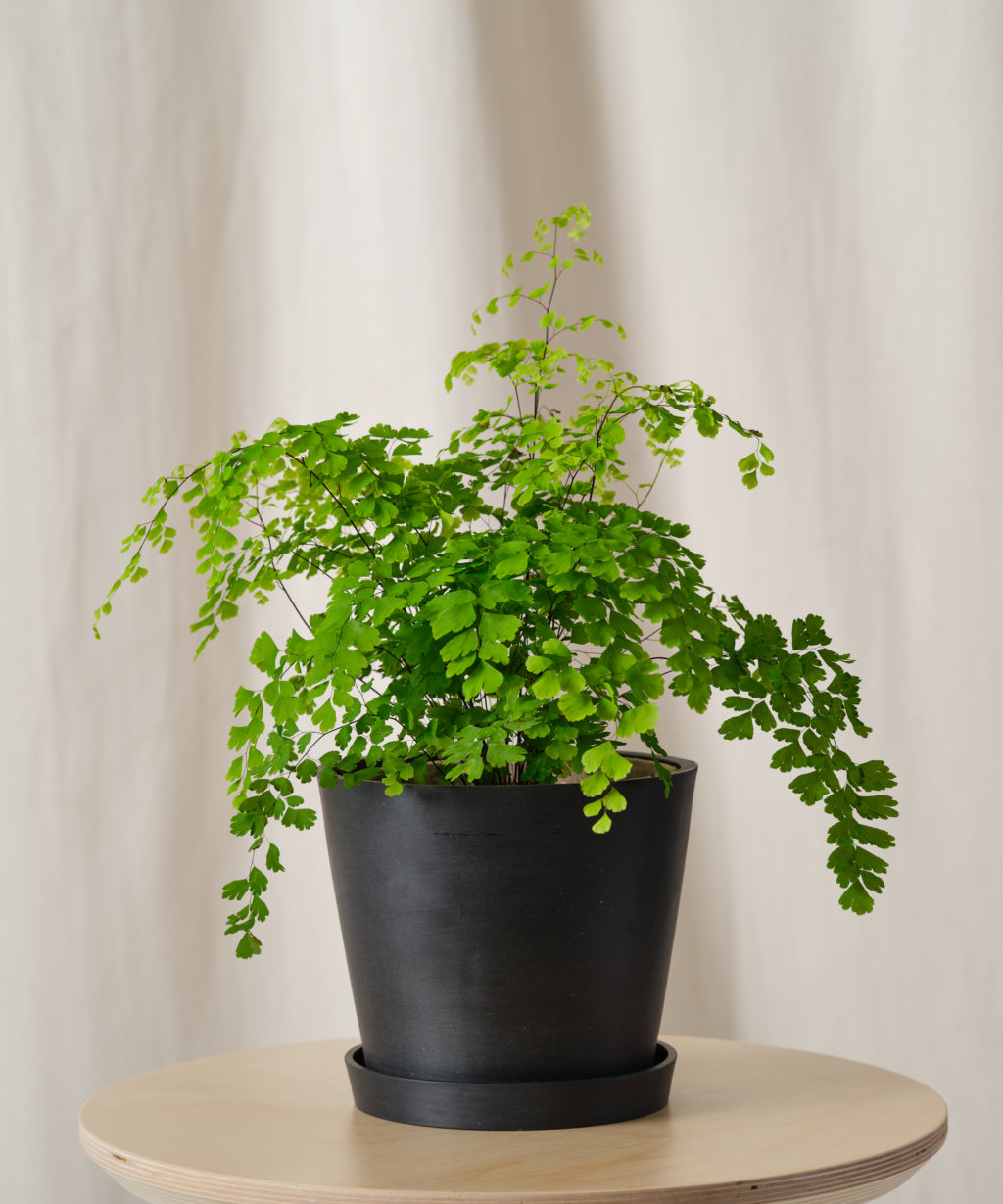 Fern 101: How to Care for Ferns | Bloomscape