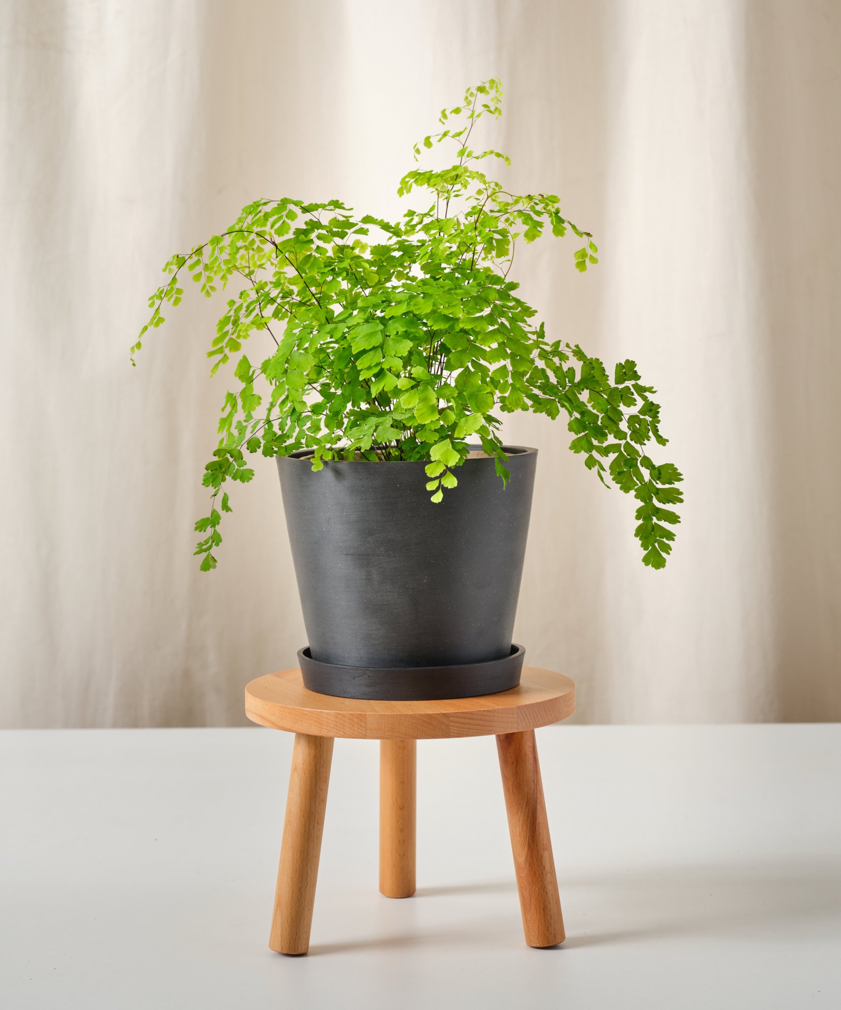 6 Ferns For Every Room In Your Home - Bloomscape