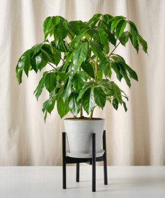 Schefflera 101: How to Care for Scheffleras | Bloomscape