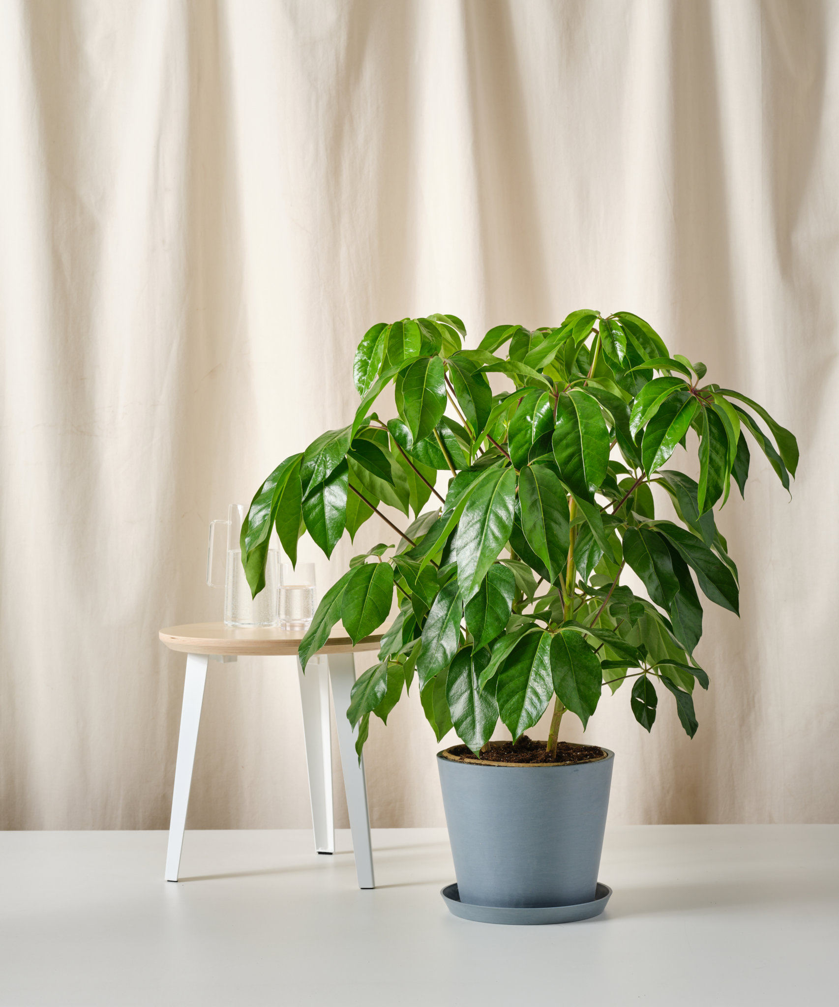 Schefflera 101: How to Care for Scheffleras | Bloomscape