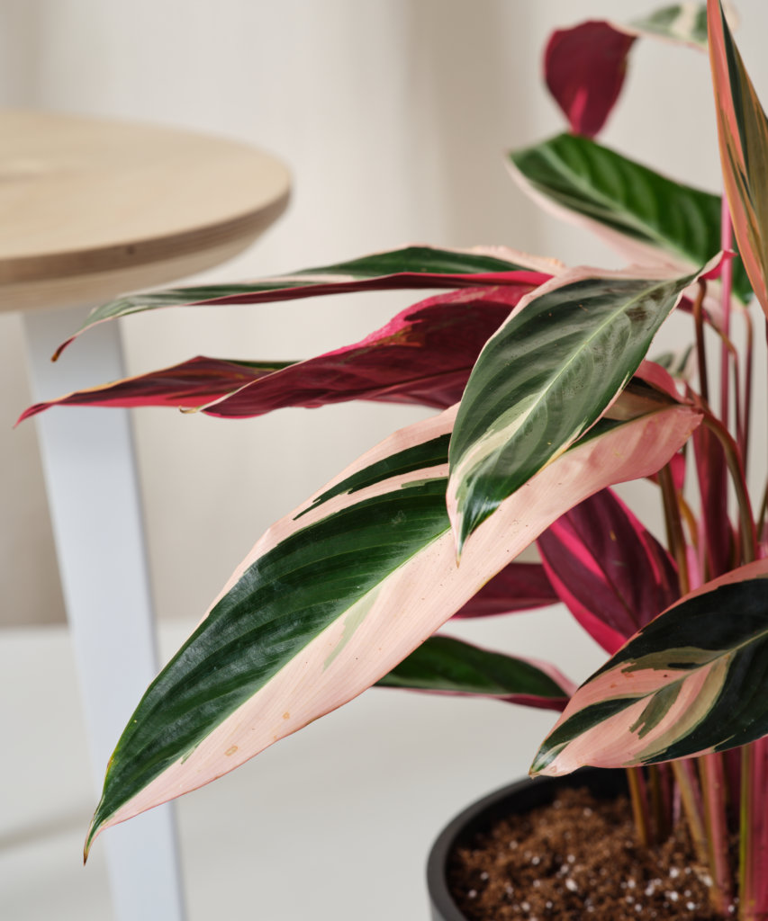 Buy Potted Stromanthe Triostar Indoor Plant | Bloomscape