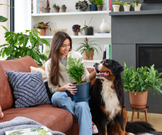 Bloomscape | Home Ready Plants Delivered to Your Door
