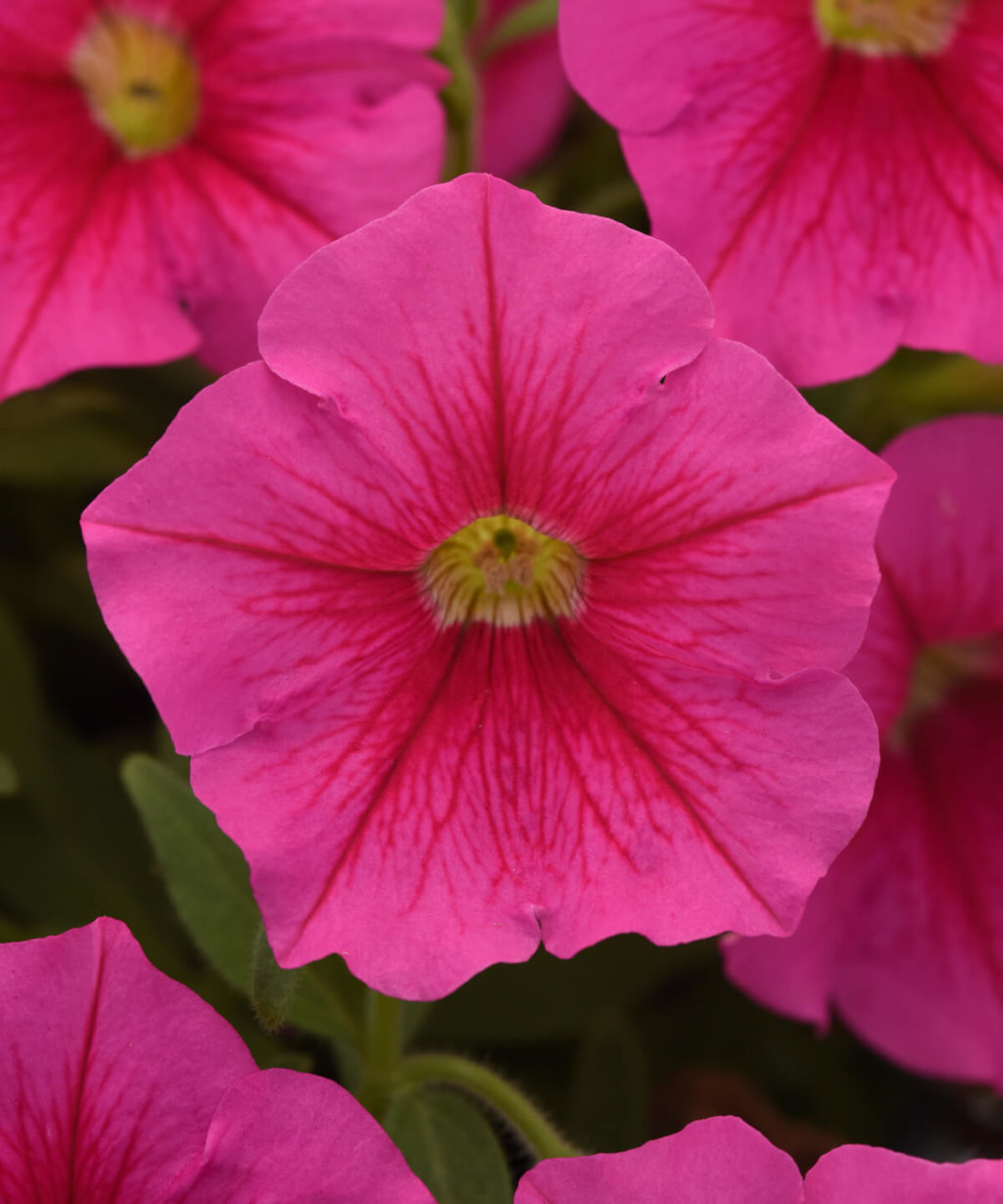 Everything You Need To Know About Outdoor Flower Care - Bloomscape