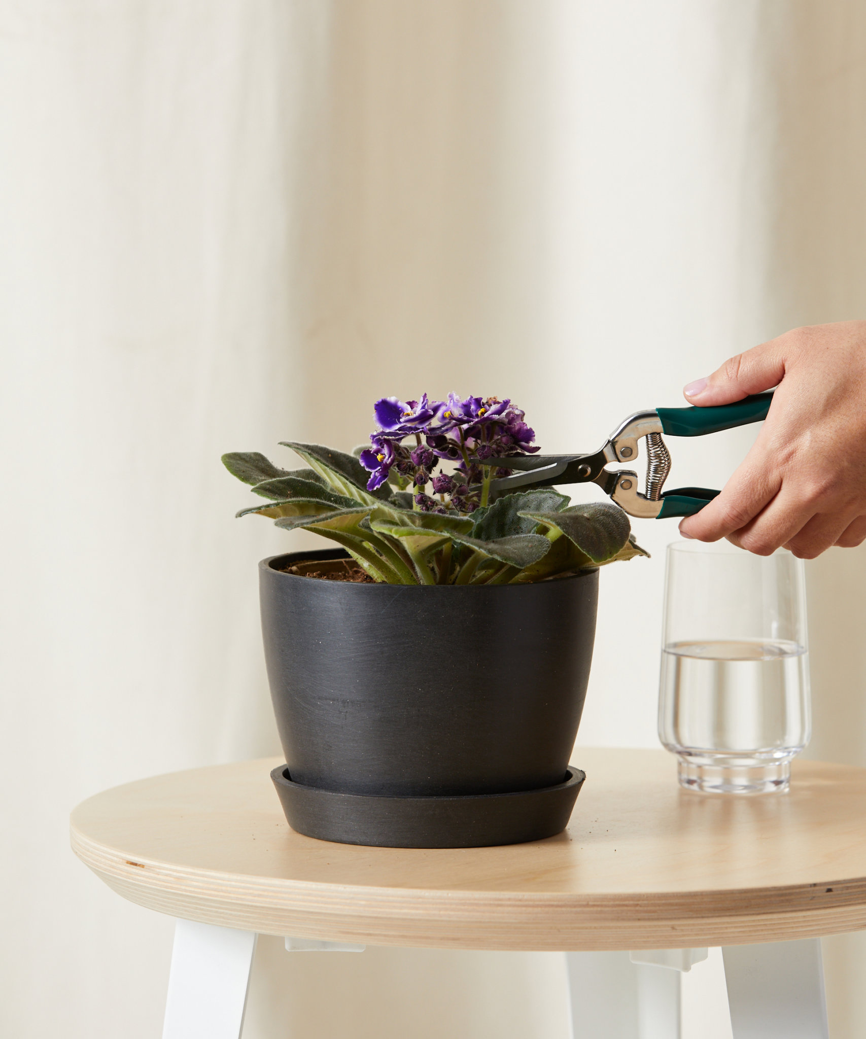 Buy Potted African Violet Bi-Color Indoor Plant | Bloomscape