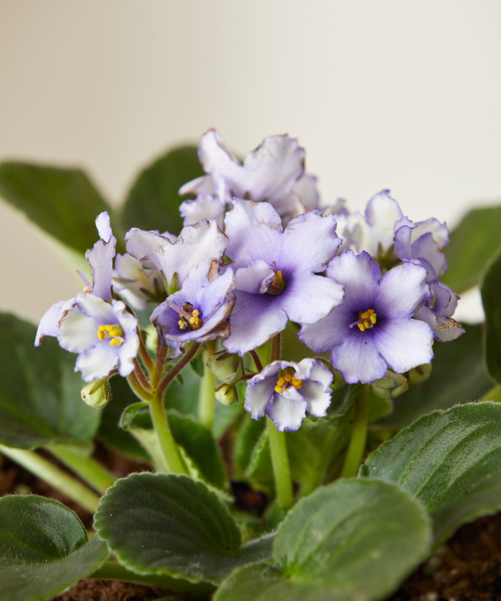 Buy Potted African Violet Bi-Color Indoor Plant | Bloomscape