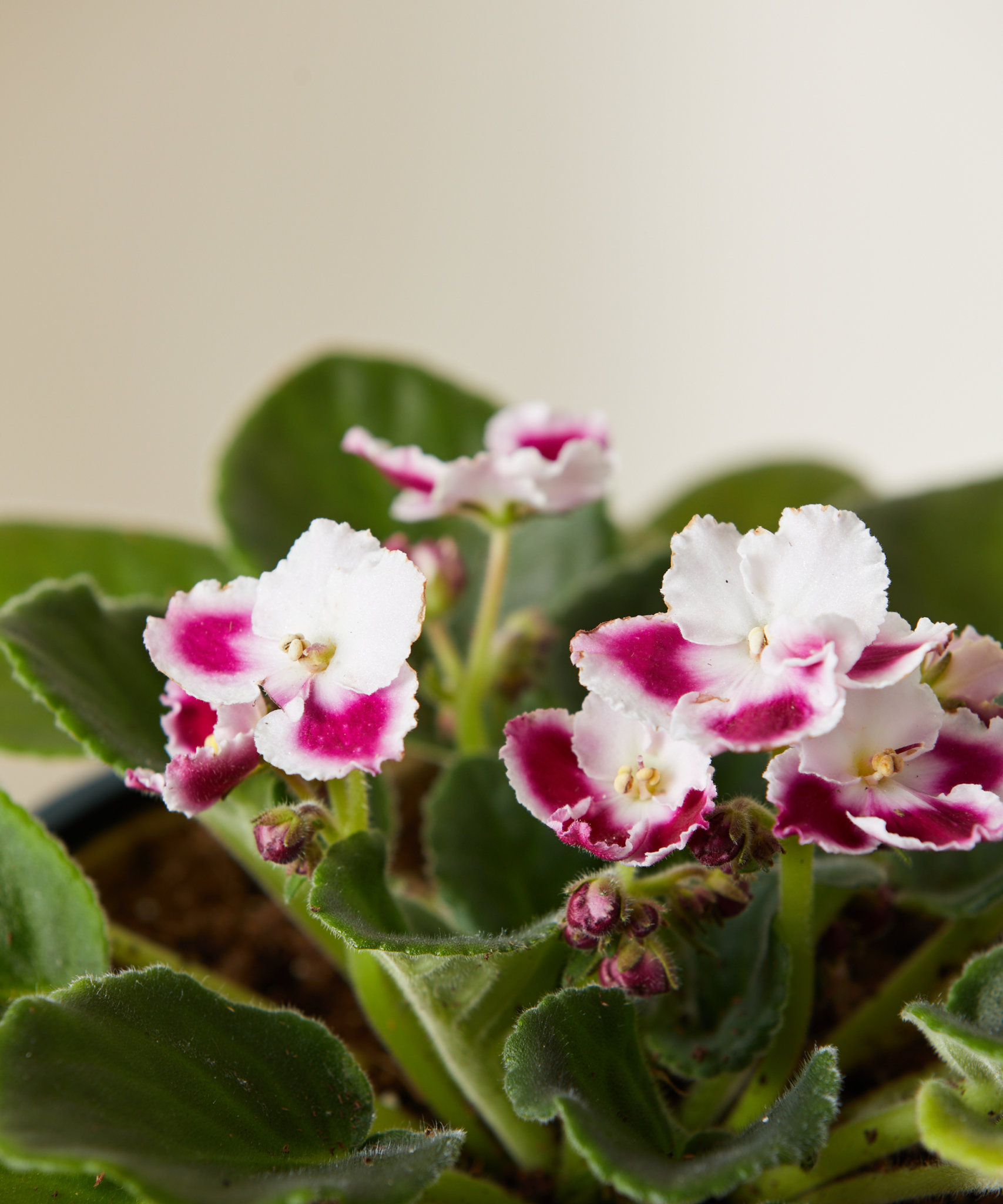 Buy Potted African Violet Bi-Color Indoor Plant | Bloomscape