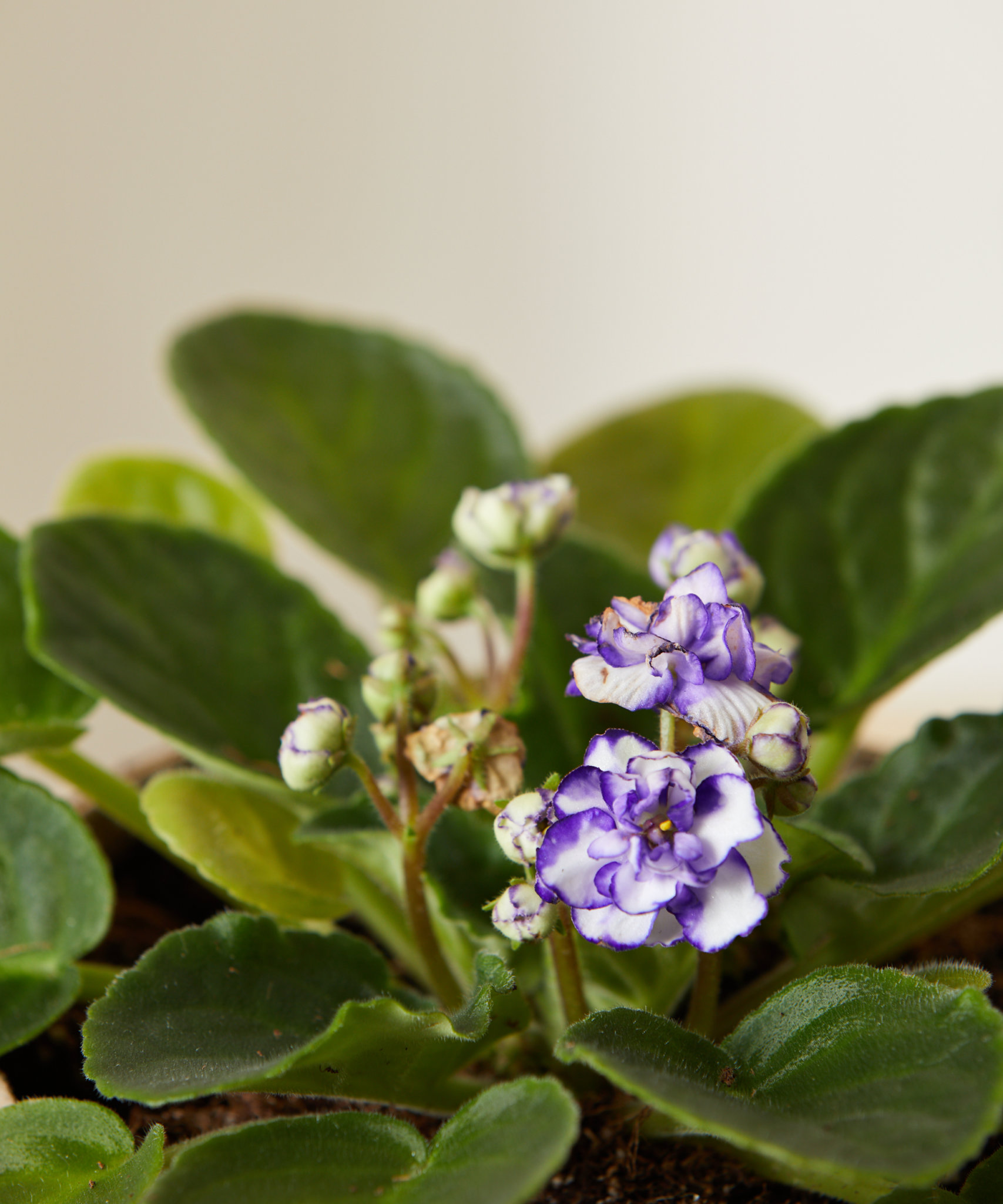 Buy Potted African Violet Bi-Color Indoor Plant | Bloomscape