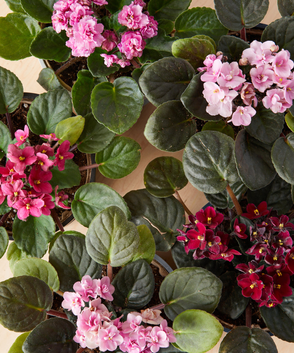 Torenia Care Guide Bloomscape