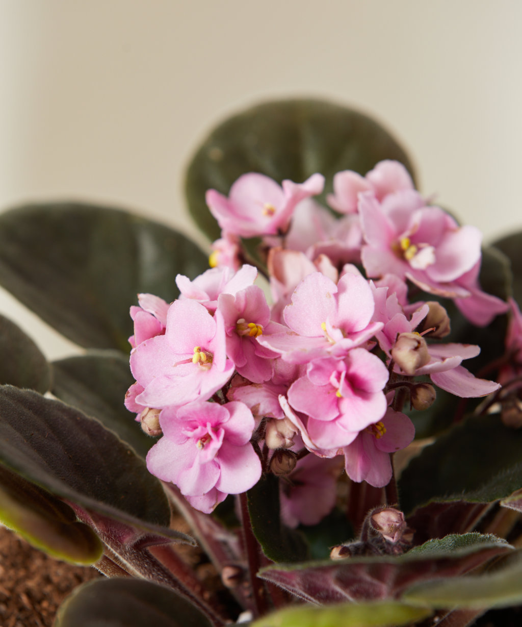 Buy Potted African Violet Pink Indoor Plant | Bloomscape