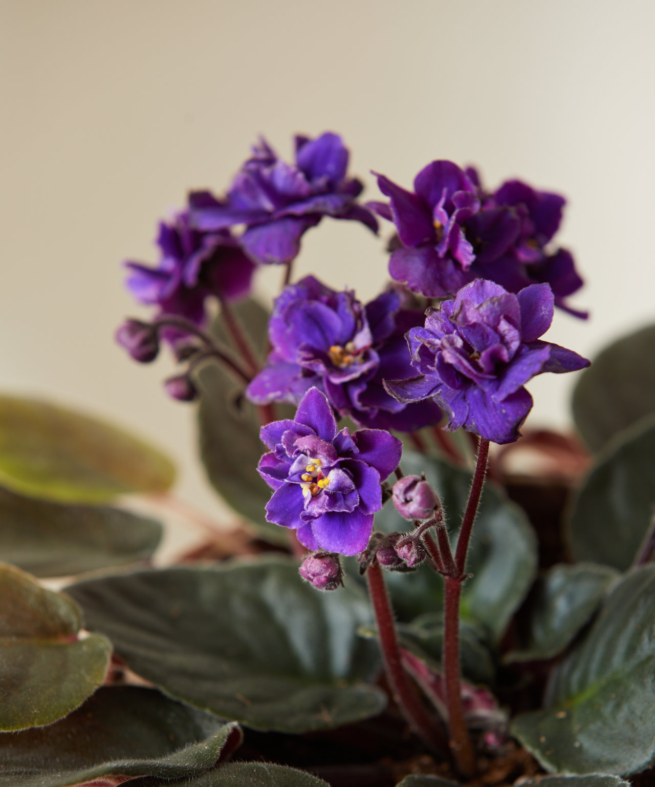 Buy Potted African Violet Purple Indoor Plant | Bloomscape