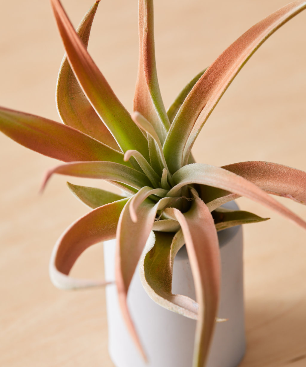 The Gardener’s Guide to Air Plant Growth and Care - Bloomscape