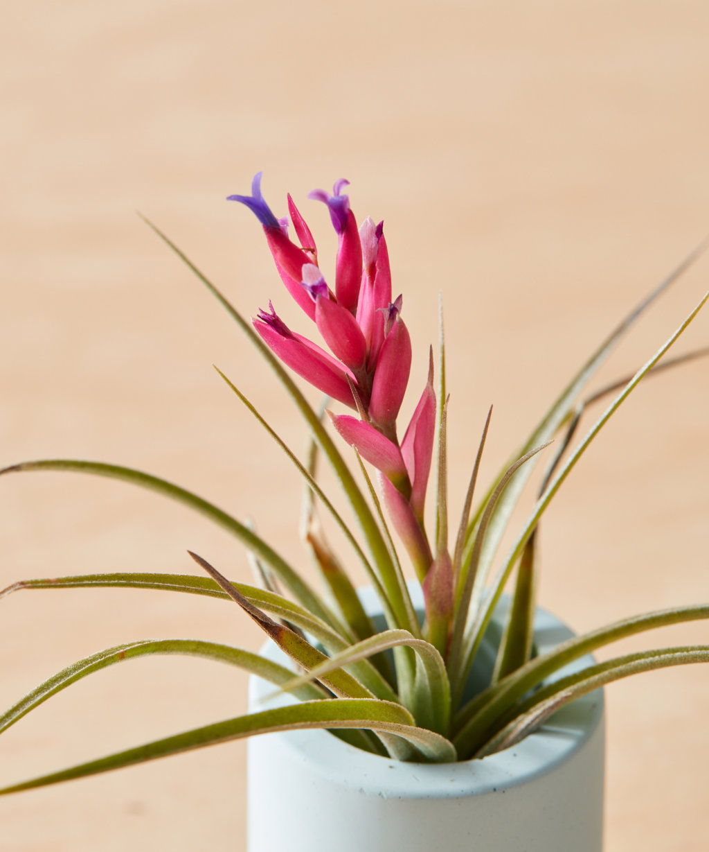 The Gardener’s Guide to Air Plant Growth and Care - Bloomscape