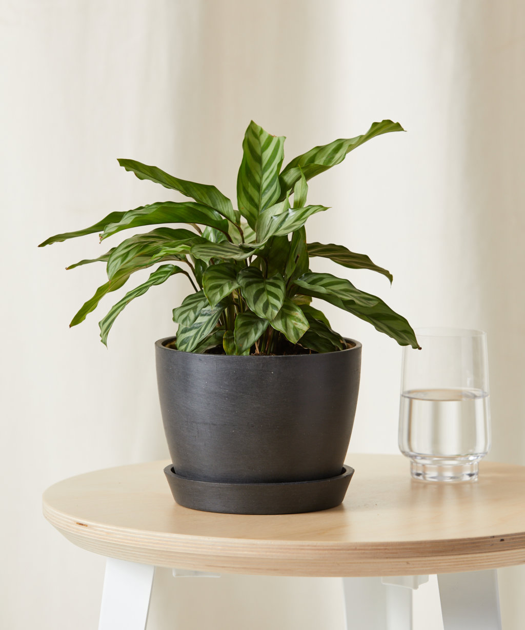 Love, Houseplants, and Red Flags: What Your Plant-Parenting Says About ...