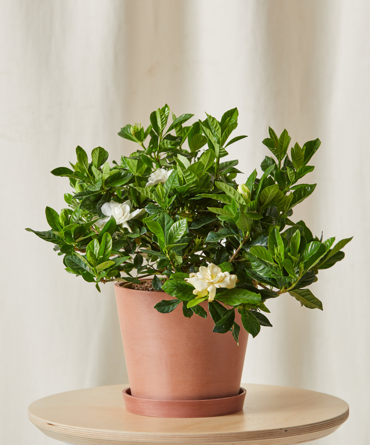 Bloomscape | Home Ready Plants Delivered to Your Door