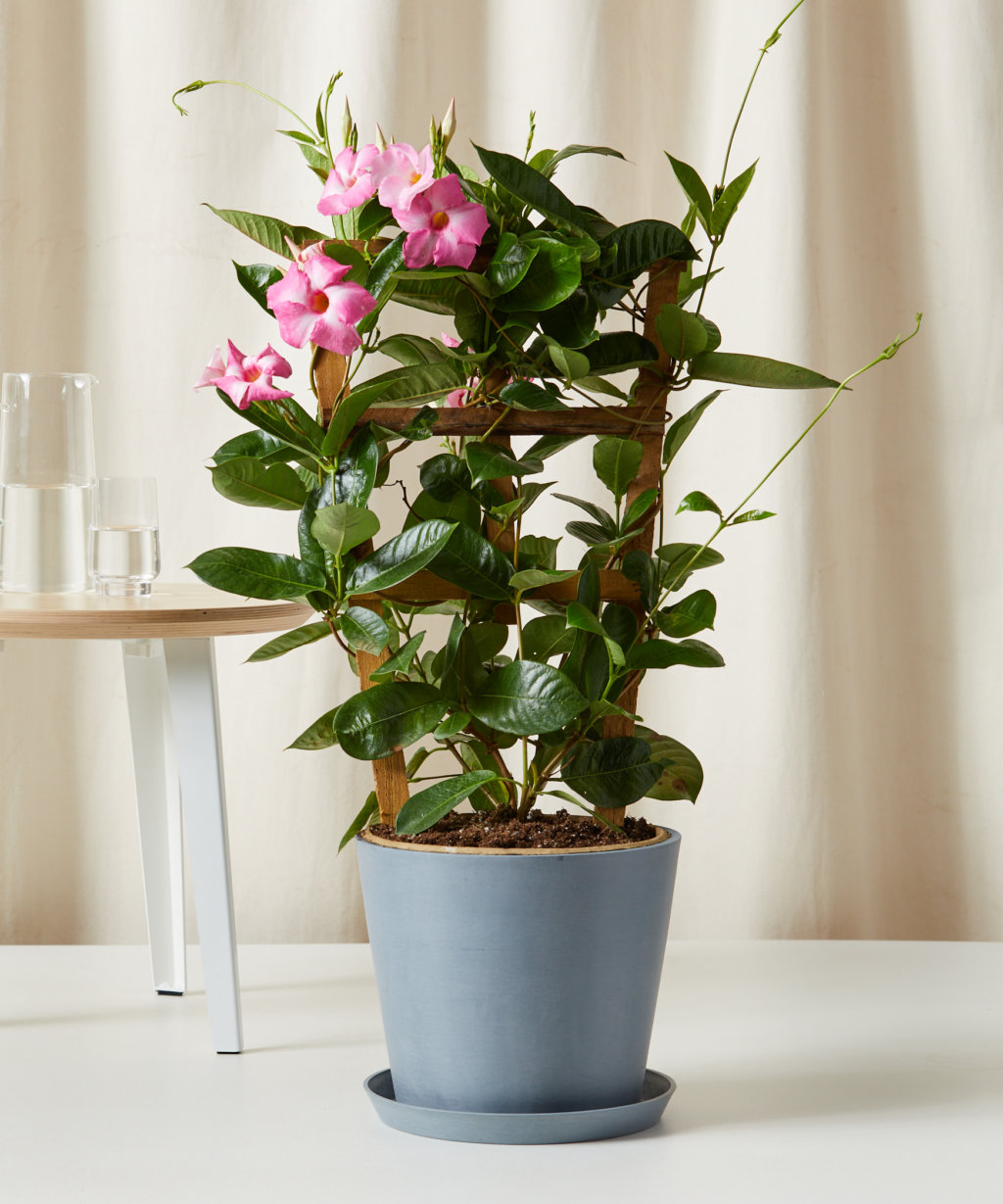 Dorotheanthus Mezoo Care Guide | Bloomscape