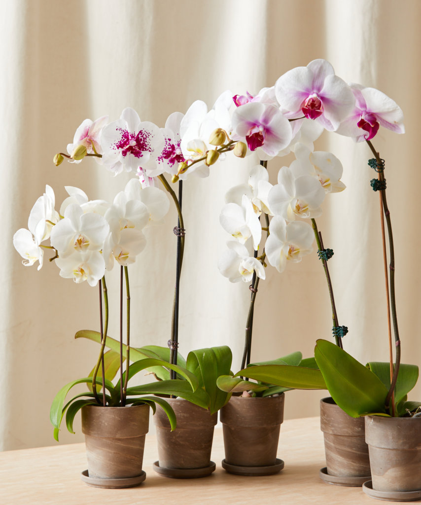 Dorotheanthus Mezoo Care Guide | Bloomscape